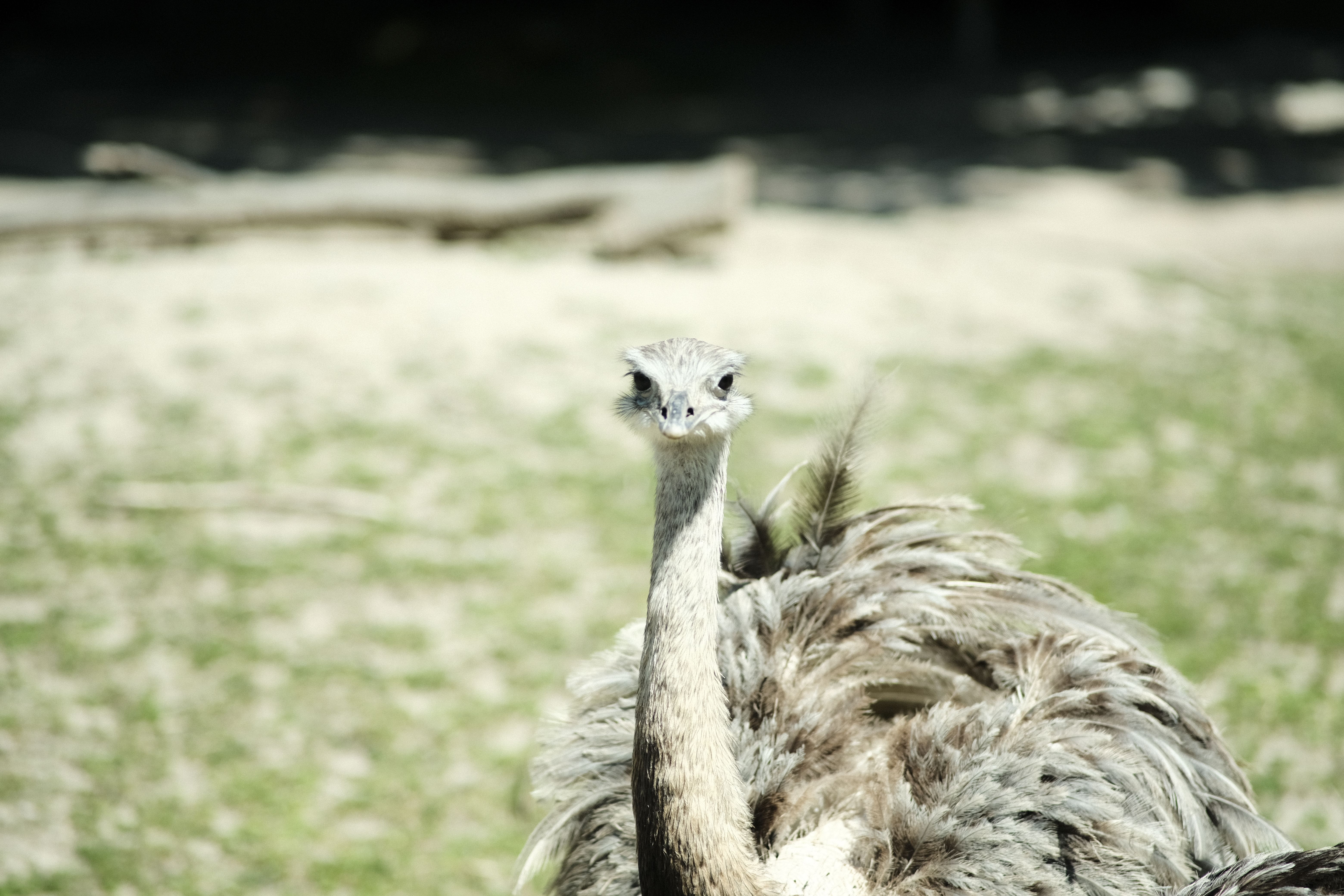Close-up of an Ostrich in Natural Habitat · Free Stock Photo