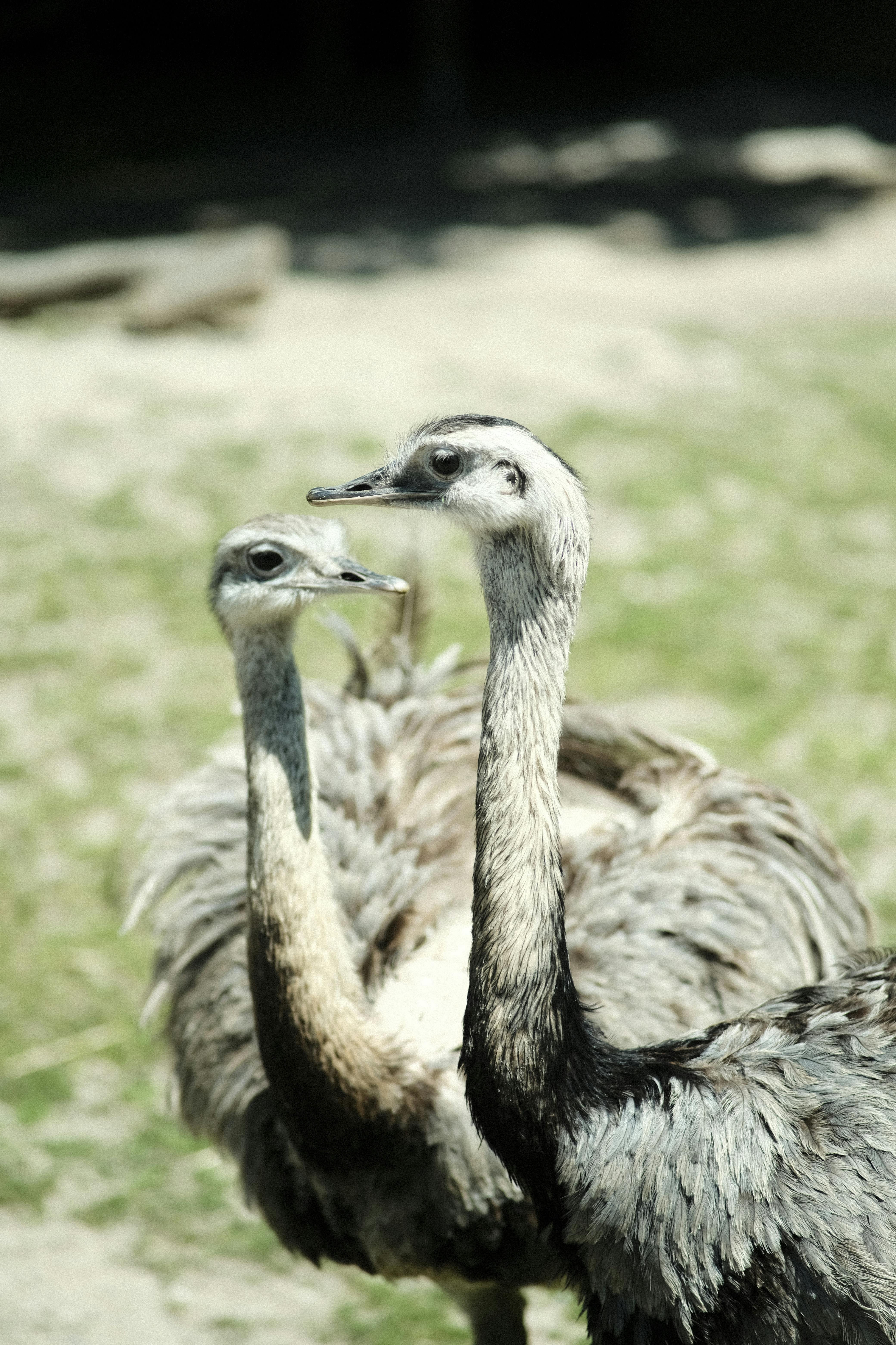 Close-up of Two Rhea Birds in Natural Habitat · Free Stock Photo