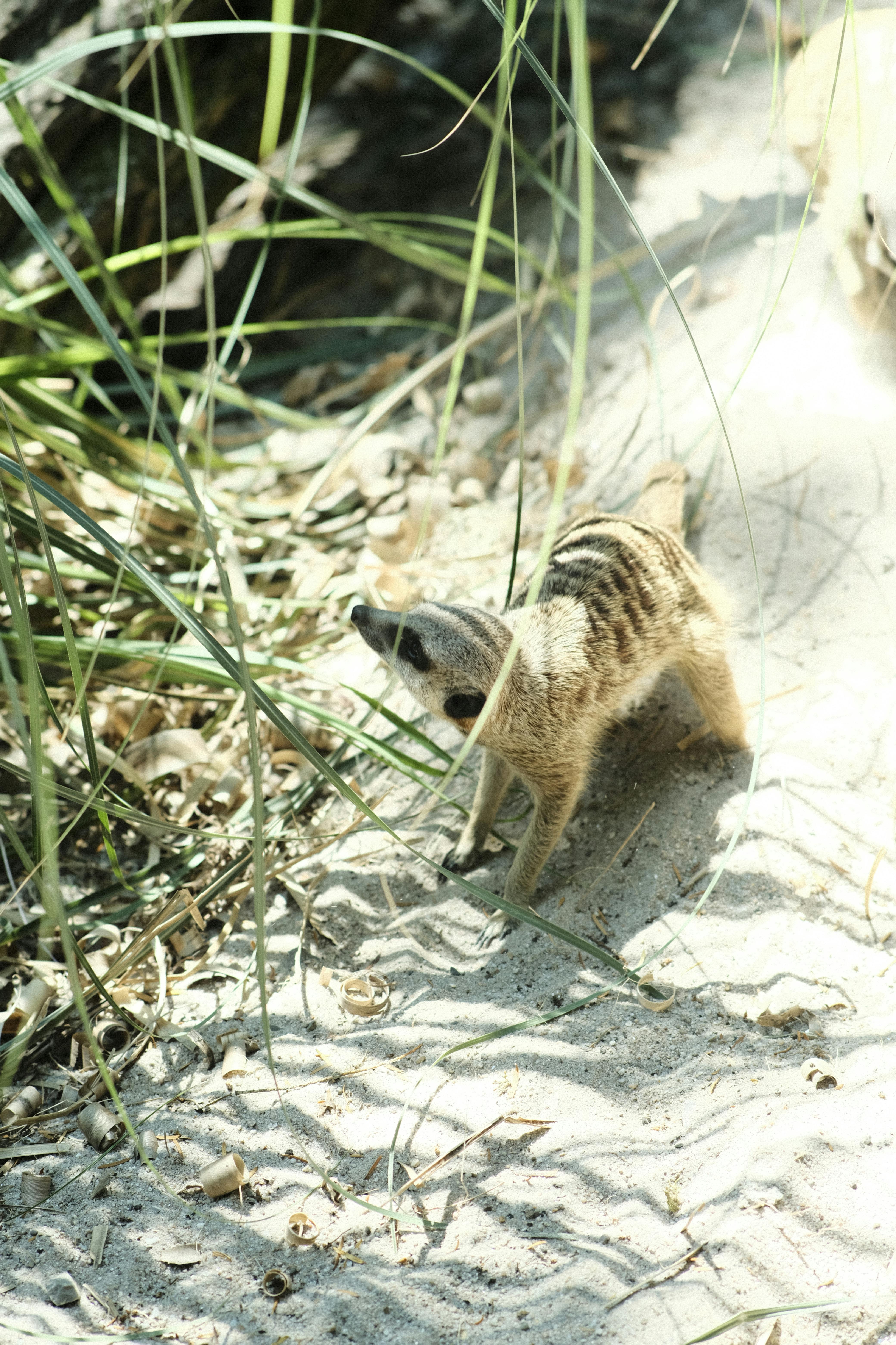 Springbok Flats Photos, Download The BEST Free Springbok Flats Stock ...