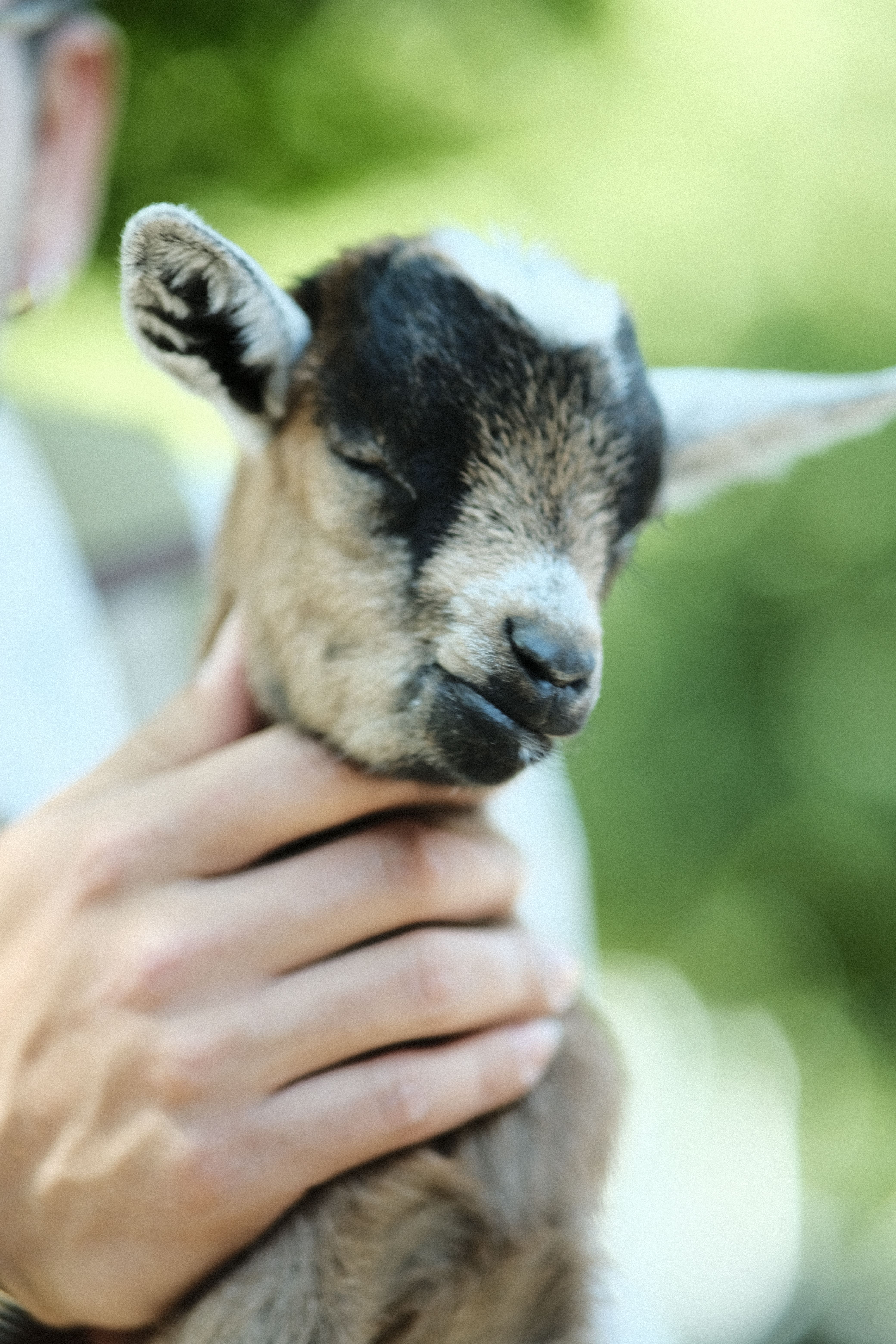 Adorable Baby Goat in Human Hands Outdoors · Free Stock Photo