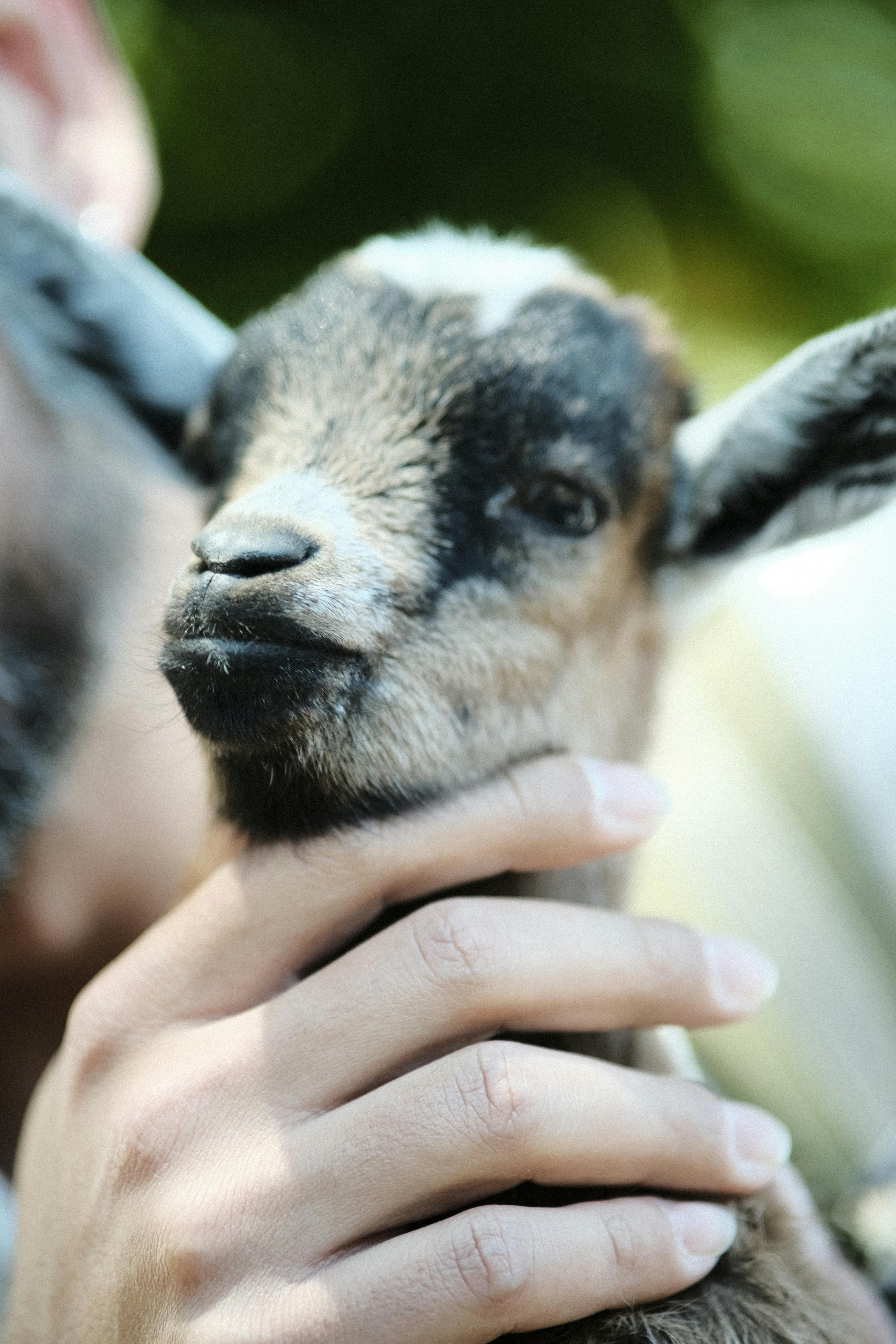 Close-Up Portrait of a Baby Goat with Human Hand · Free Stock Photo