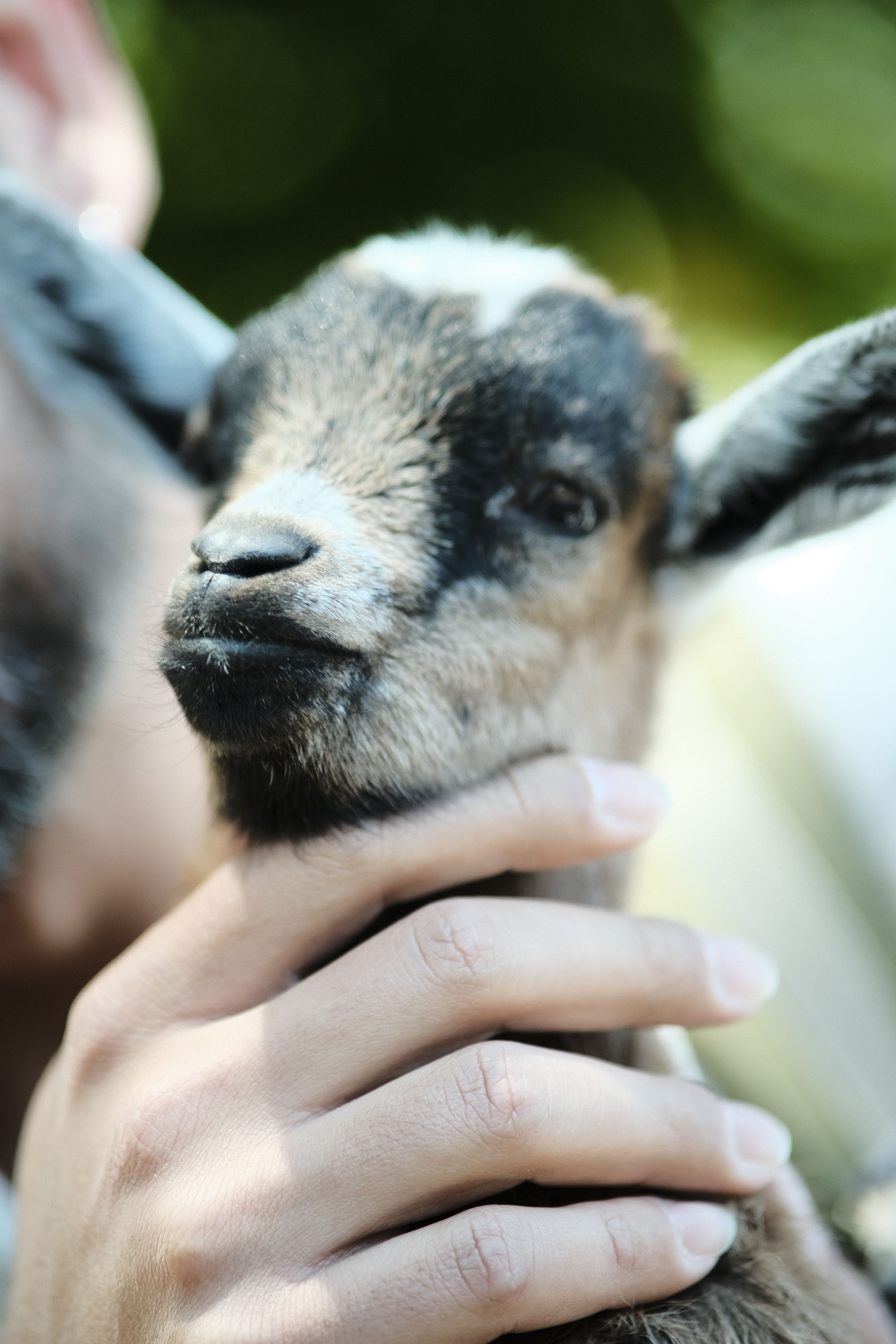 Close-Up Portrait of a Baby Goat with Human Hand · Free Stock Photo