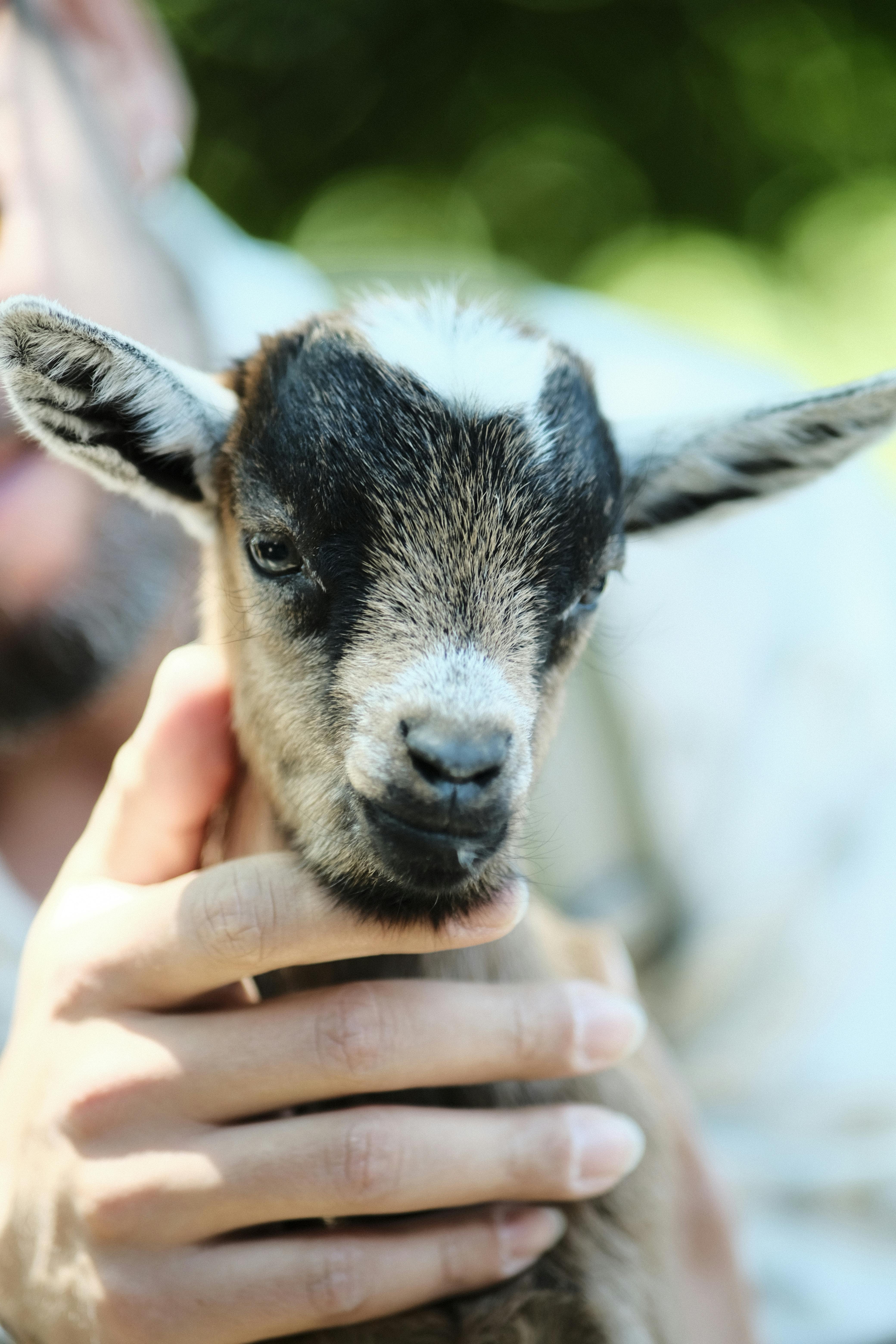 Close-Up of a Baby Goat Held by a Person · Free Stock Photo