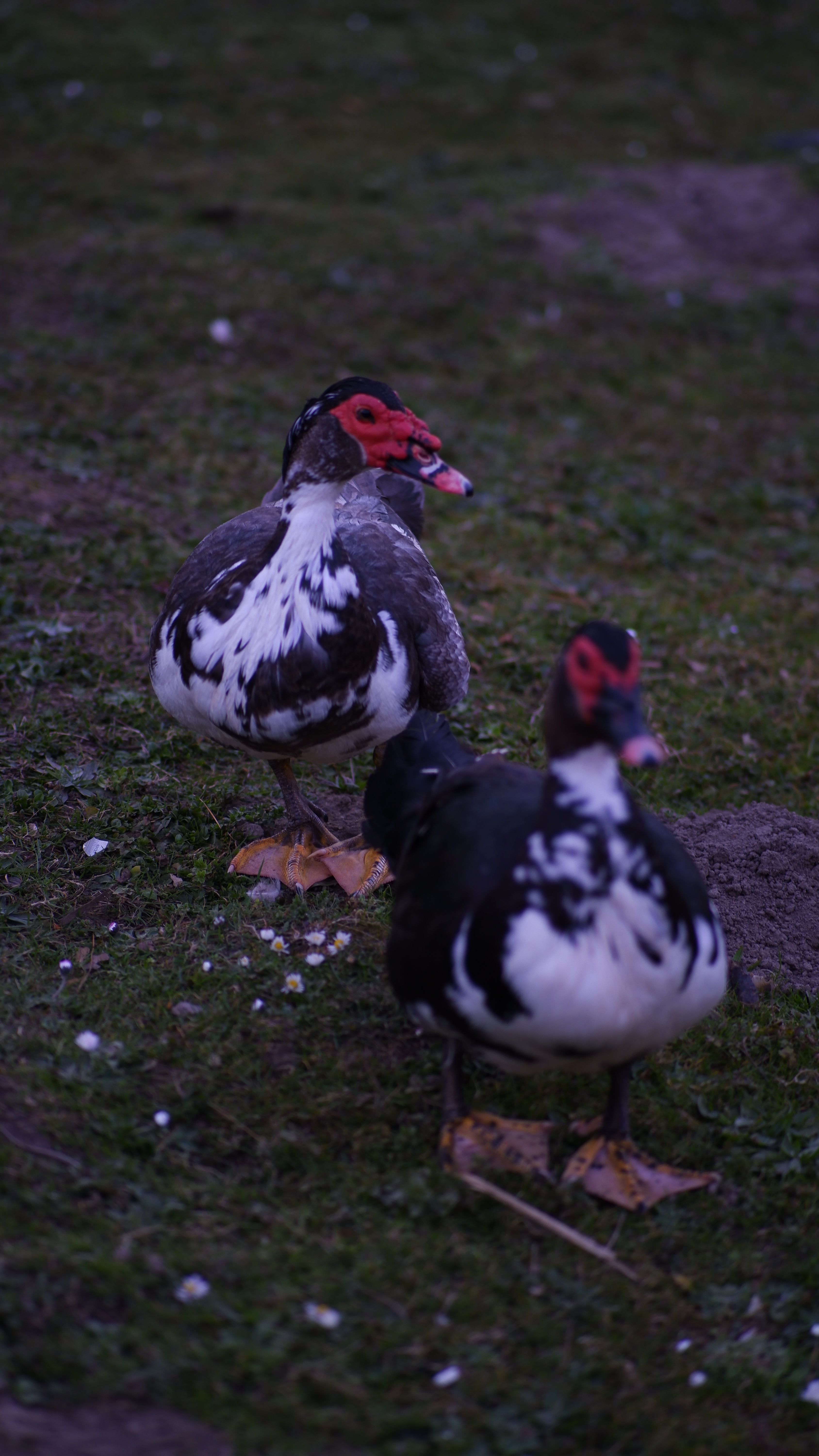 Close-Up of Muscovy Ducks in Natural Habitat · Free Stock Photo