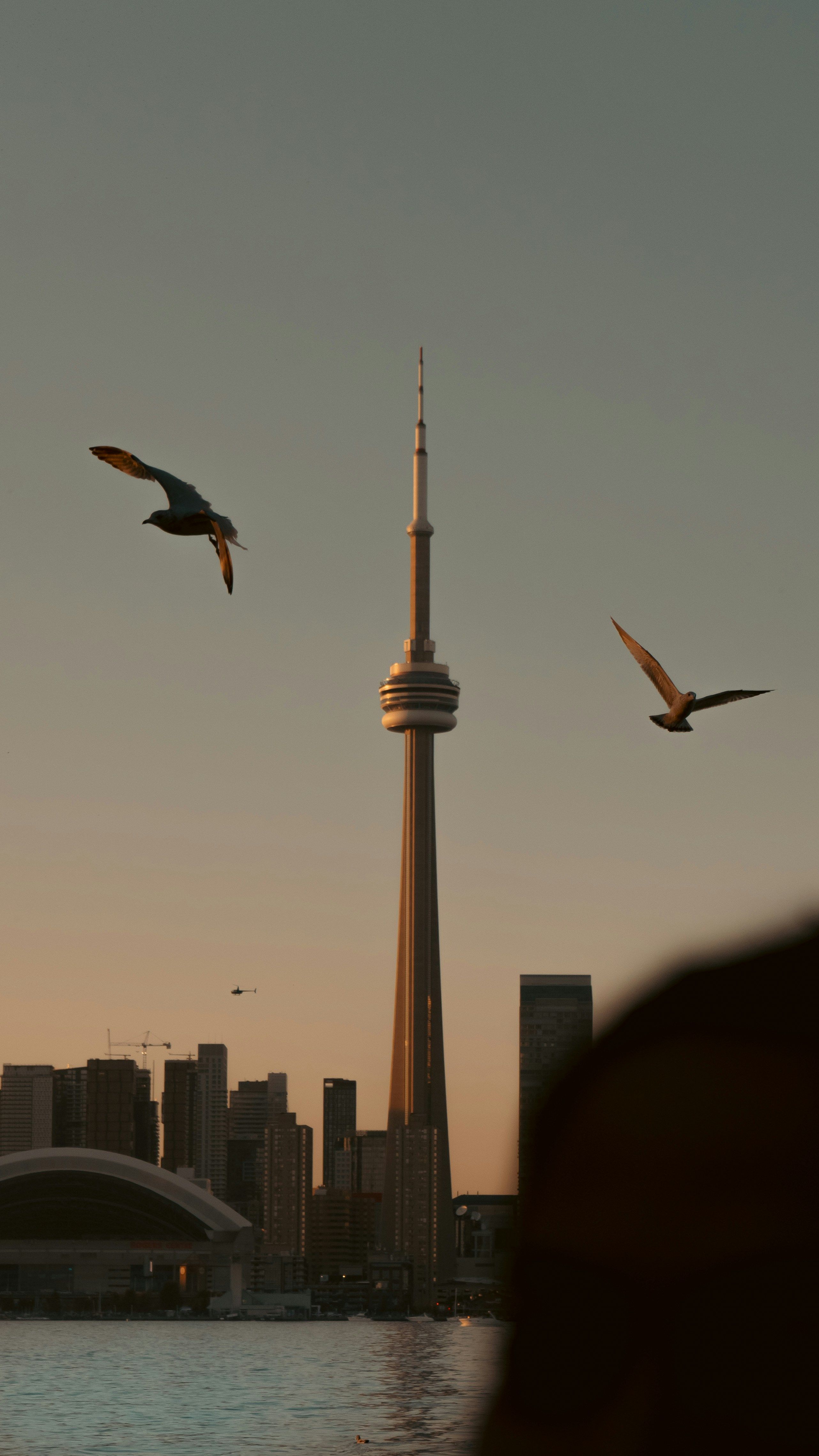 CN Tower at Dusk with Birds in Flight · Free Stock Photo