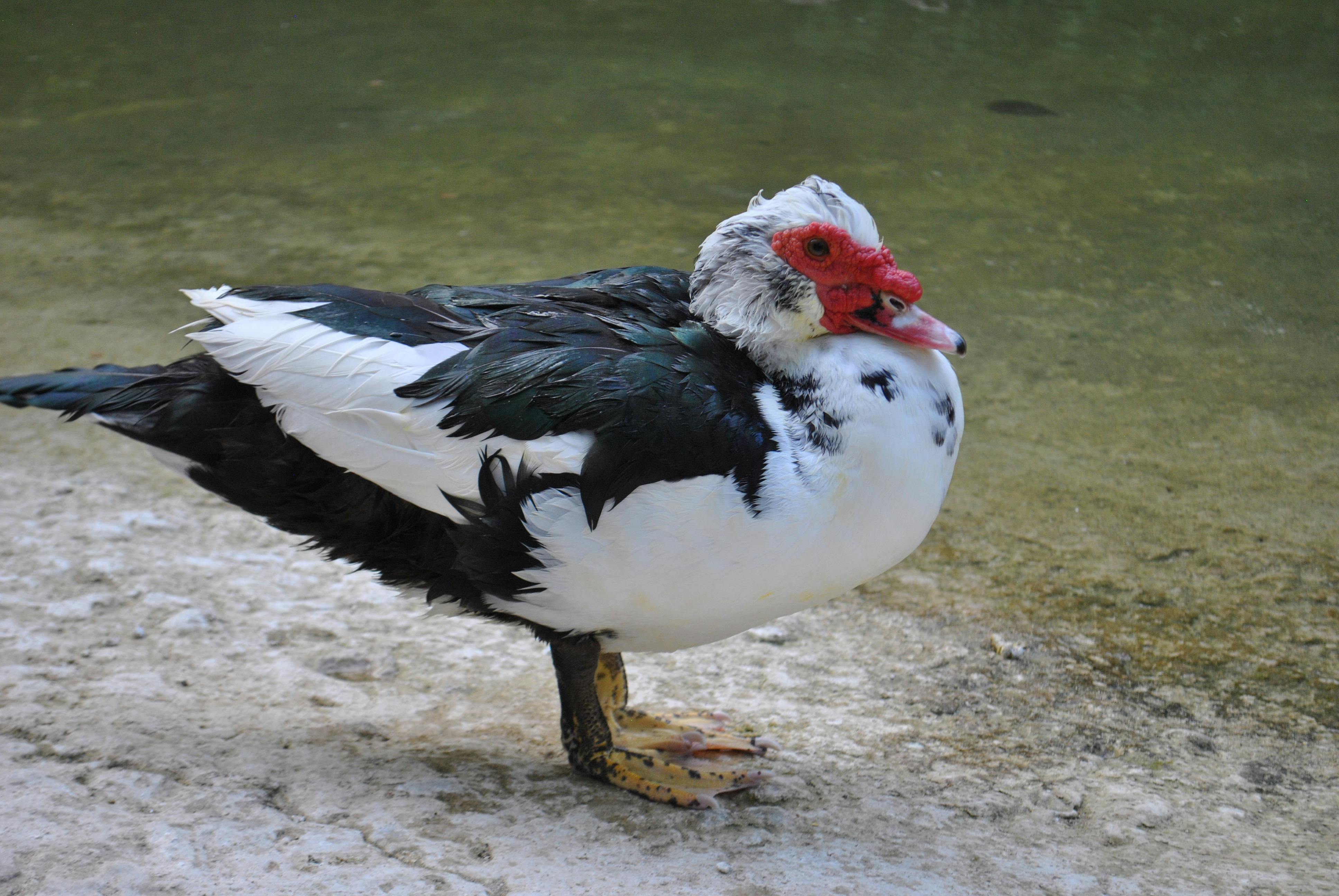 Interesting Feathers Photos, Download The BEST Free Interesting ...