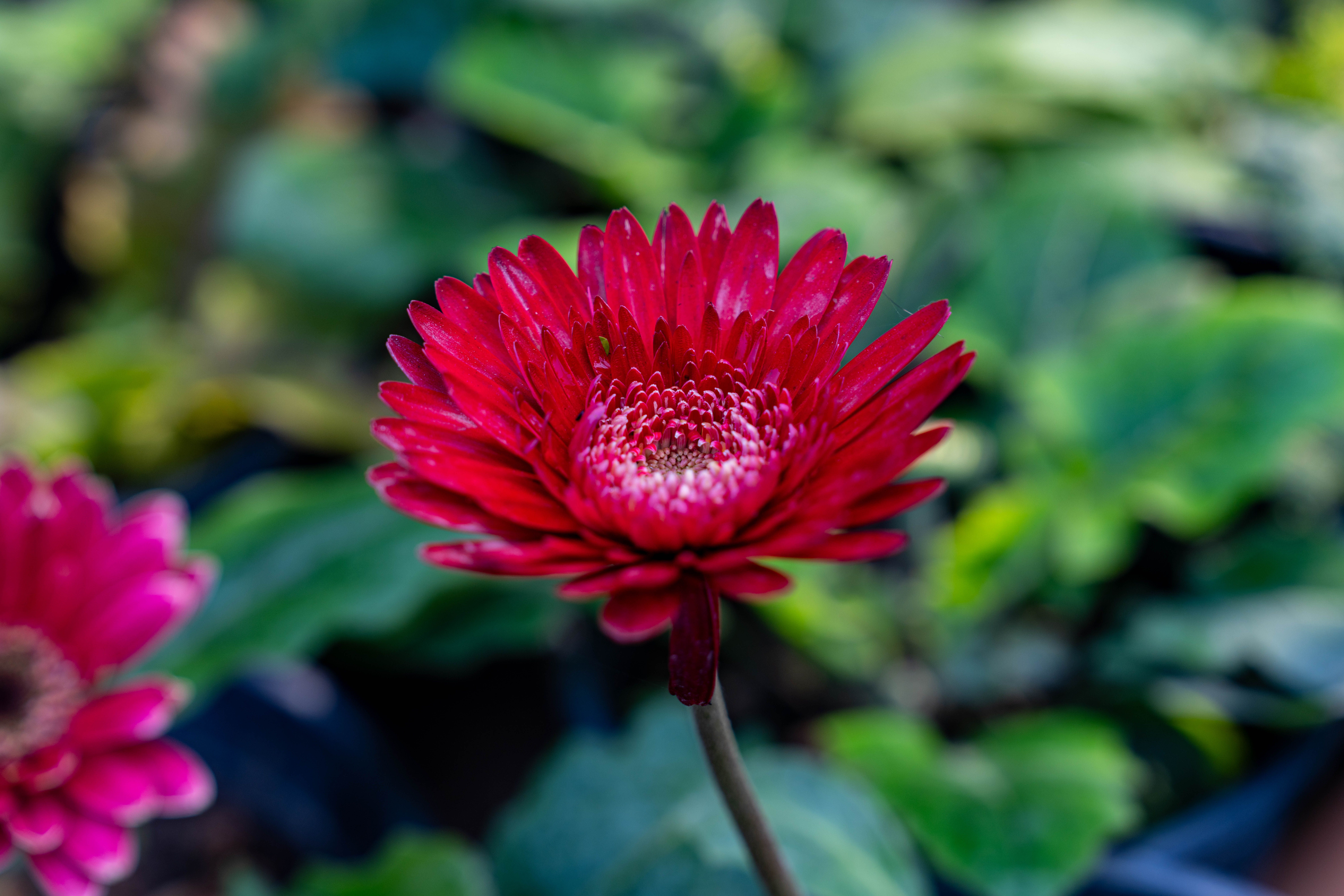 Vivid Red Gerbera Daisy Blossoms in Garden · Free Stock Photo