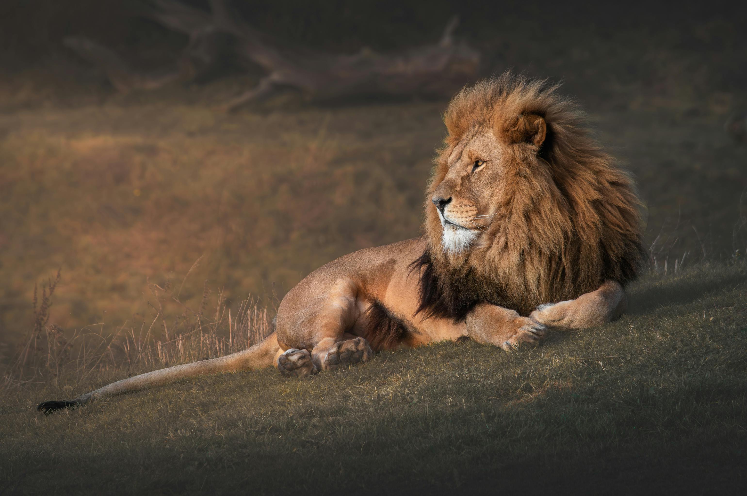 Lion hd picture store