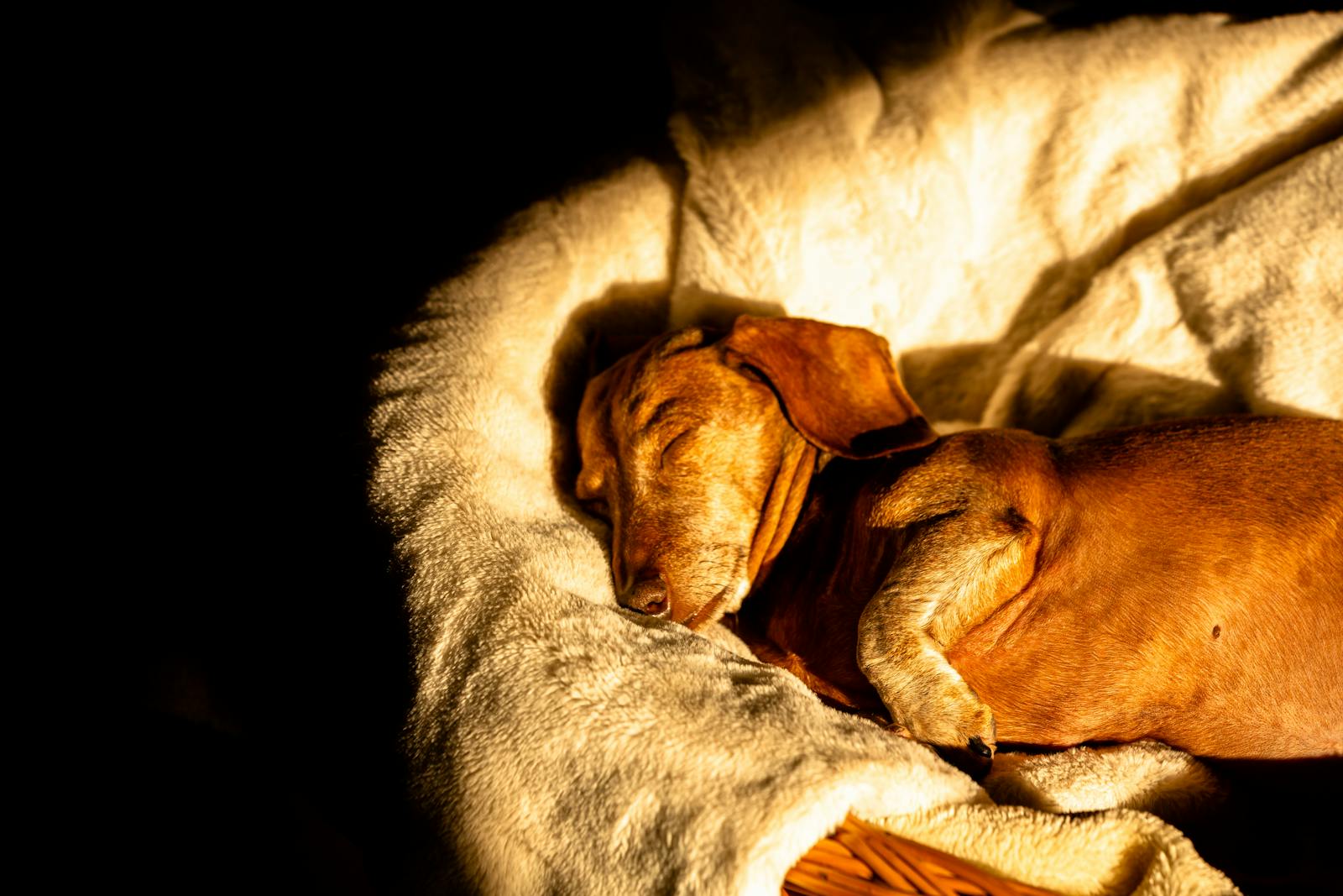 400+ najlepszych zdjęć z kategorii: Jamnik · Do pobrania całkowicie za ...