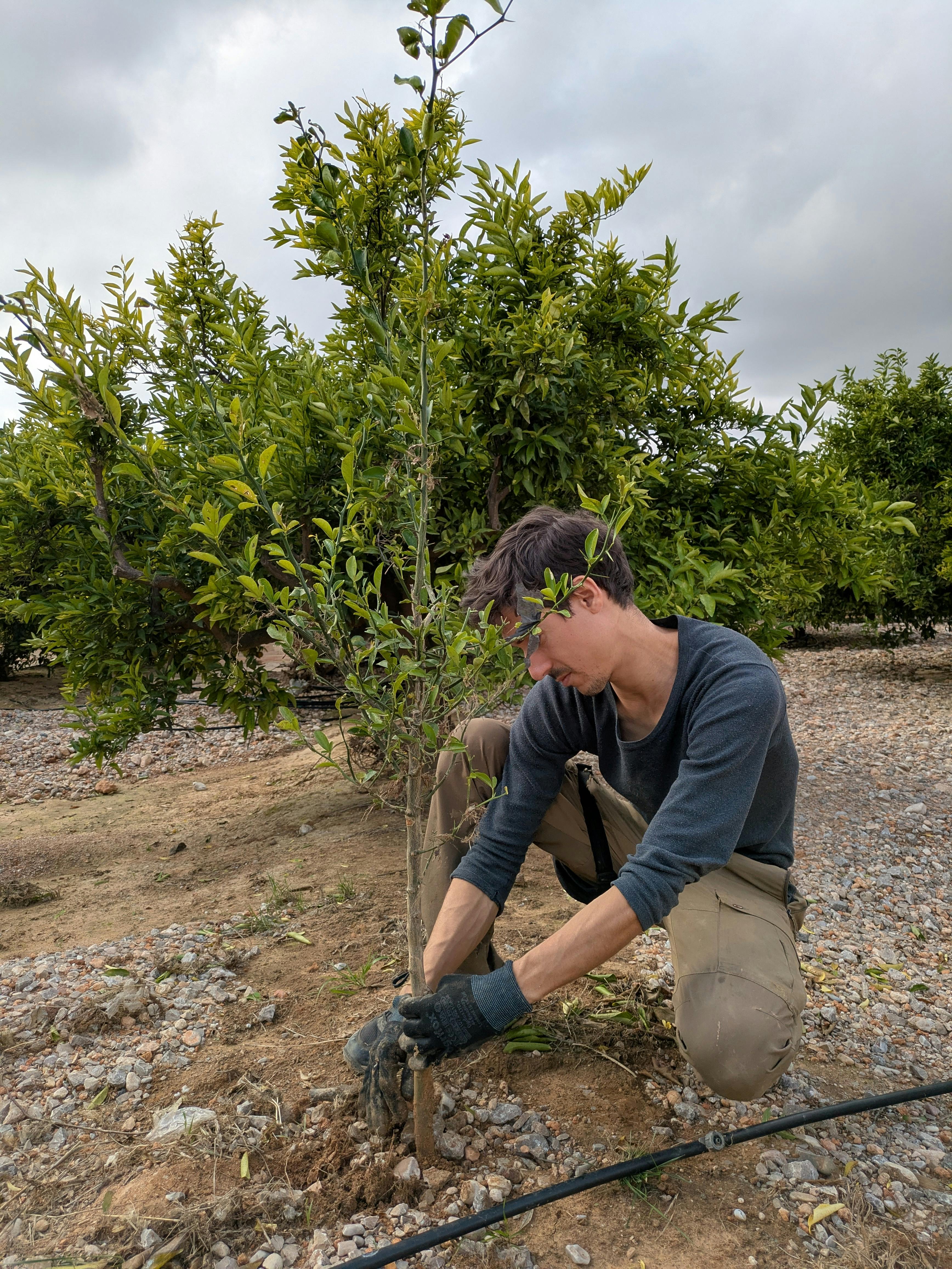Planting Tree Photos, Download The BEST Free Planting Tree Stock Photos ...
