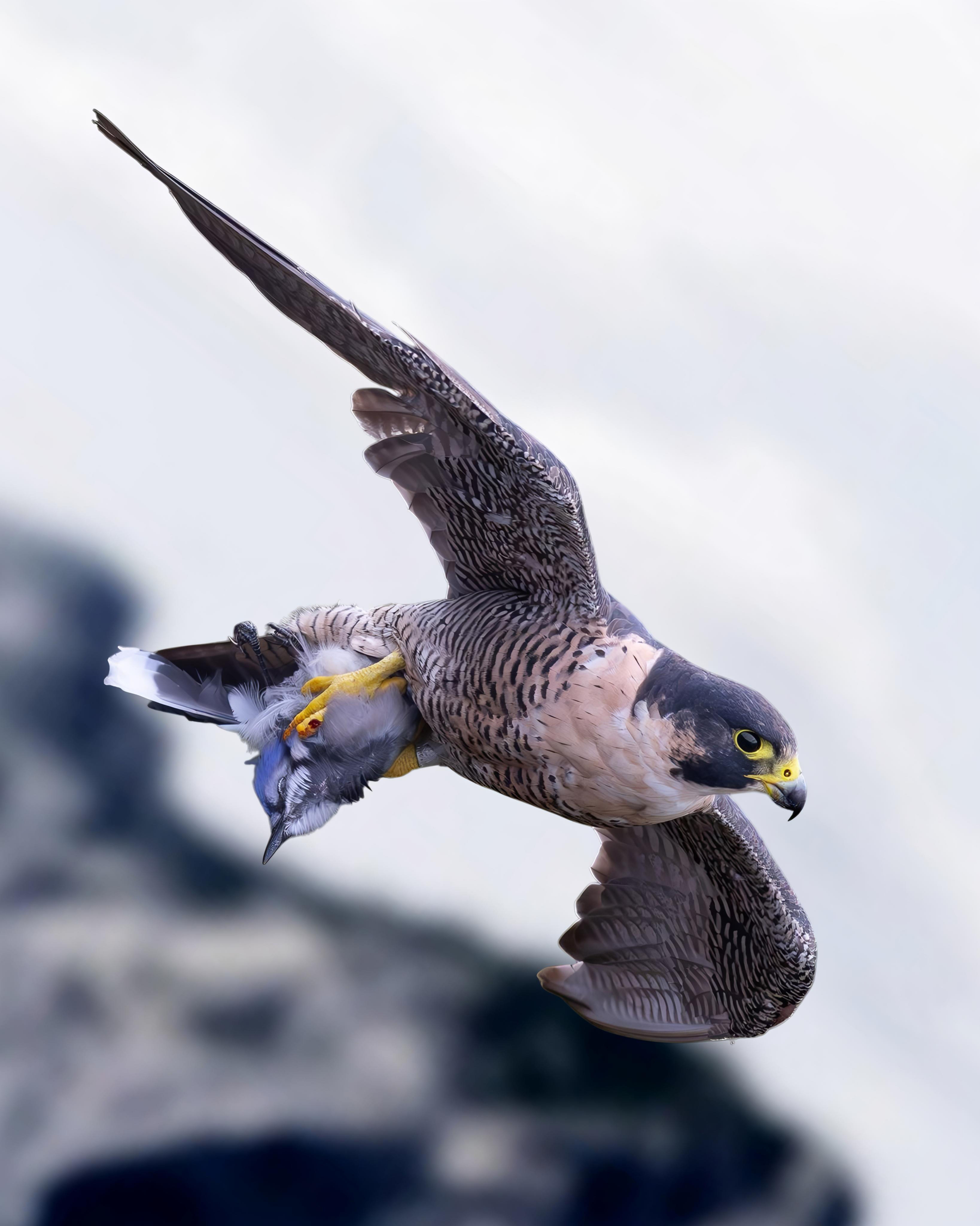 Peregrine Falcon Hunting in Mid-Air · Free Stock Photo