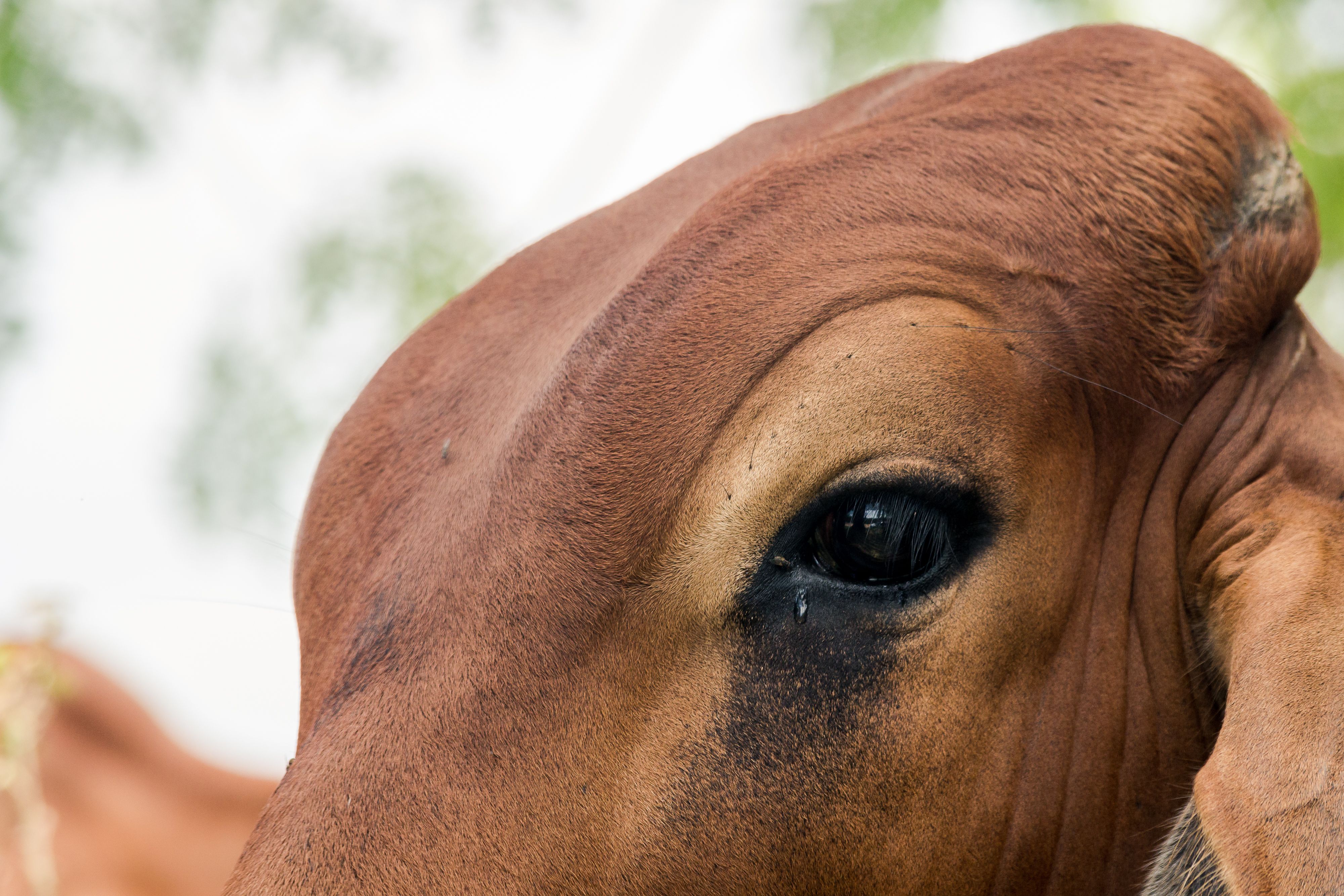 Primer Plano Del Ojo De Una Vaca En Doradal, Colombia · Foto de stock ...