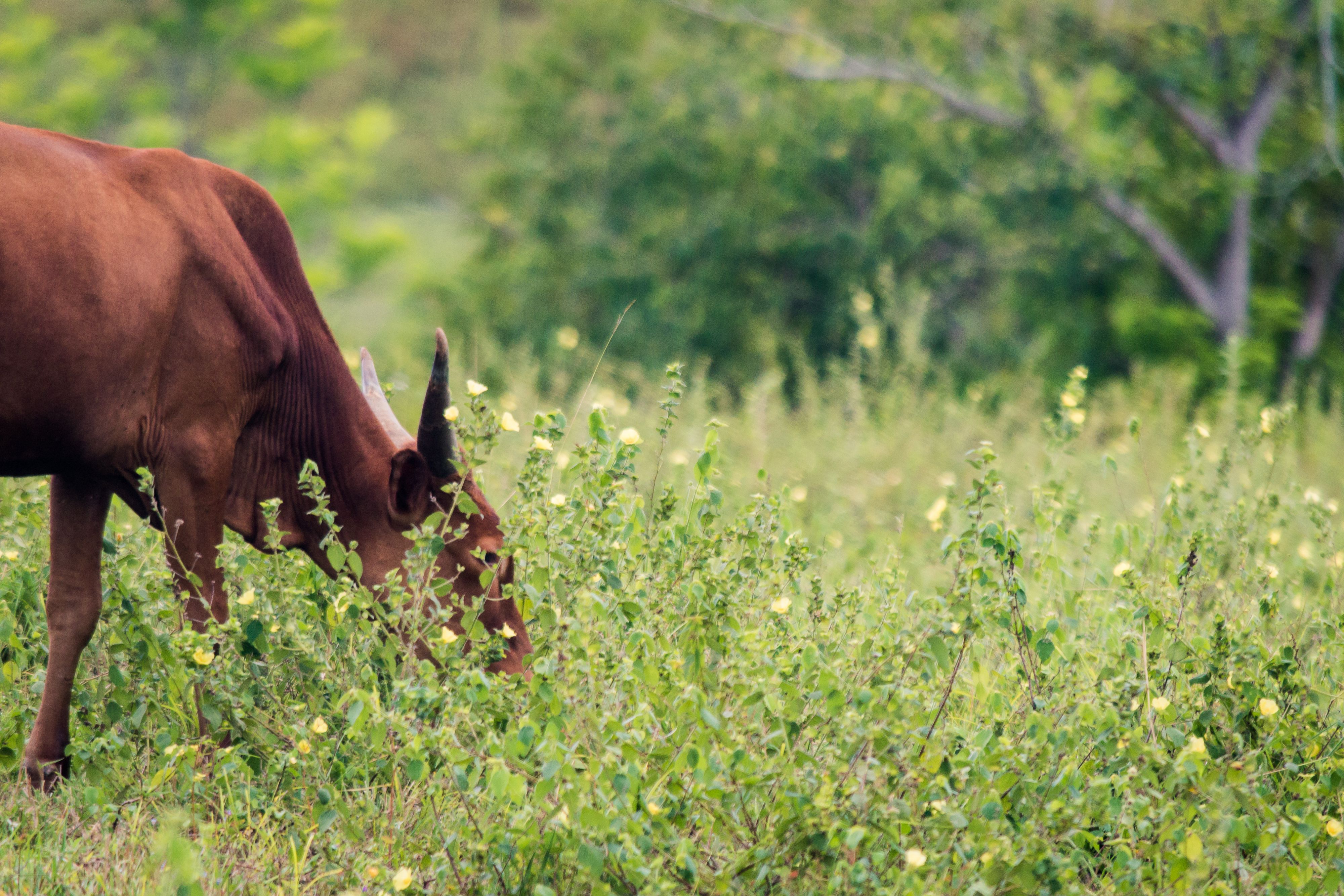 Grazing Cattle in Doradal, Antioquia Pasture · Free Stock Photo