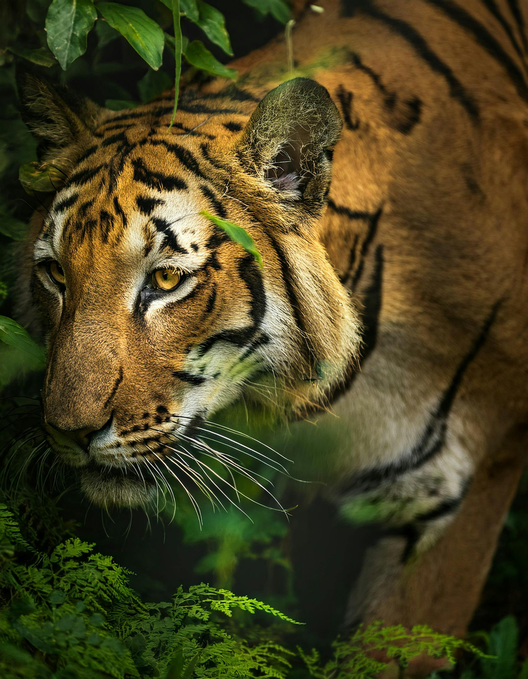 Majestic Bengal Tiger in Lush Jungle · Free Stock Photo