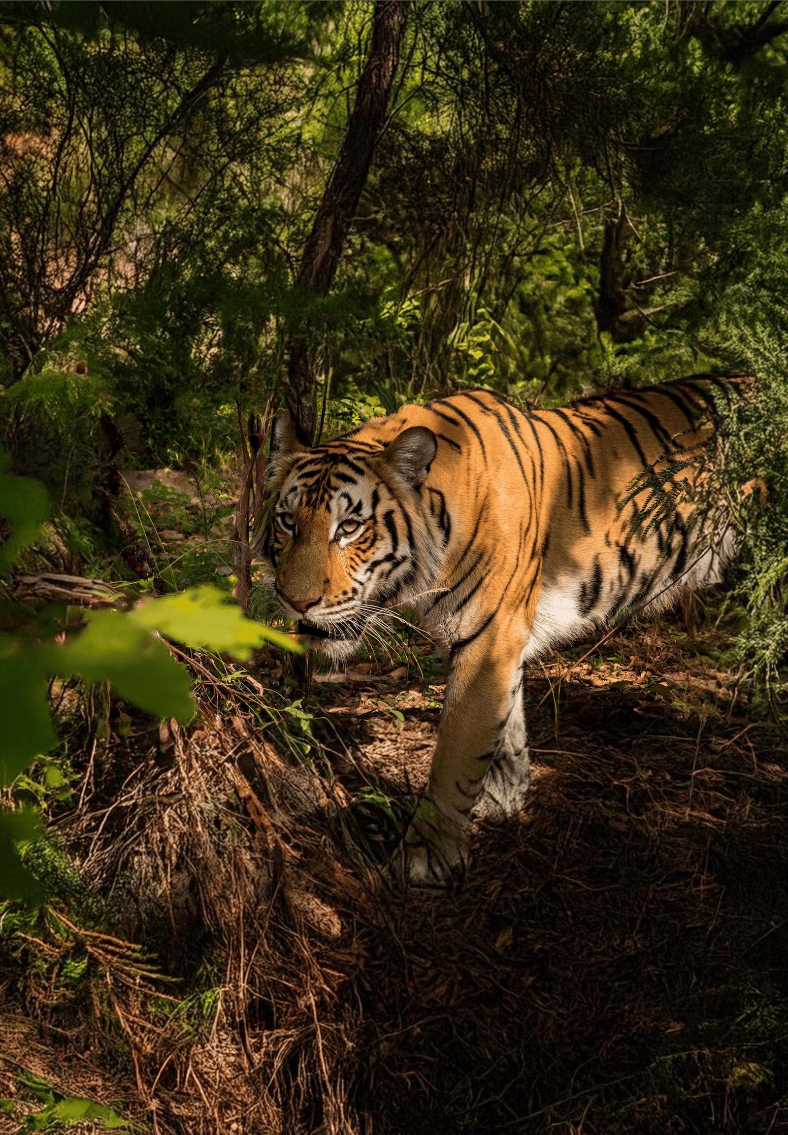 Tiger Poses Photos, Download The BEST Free Tiger Poses Stock Photos ...