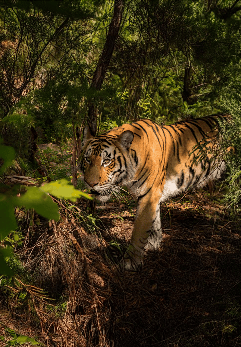 Tiger Poses Photos, Download The BEST Free Tiger Poses Stock Photos ...