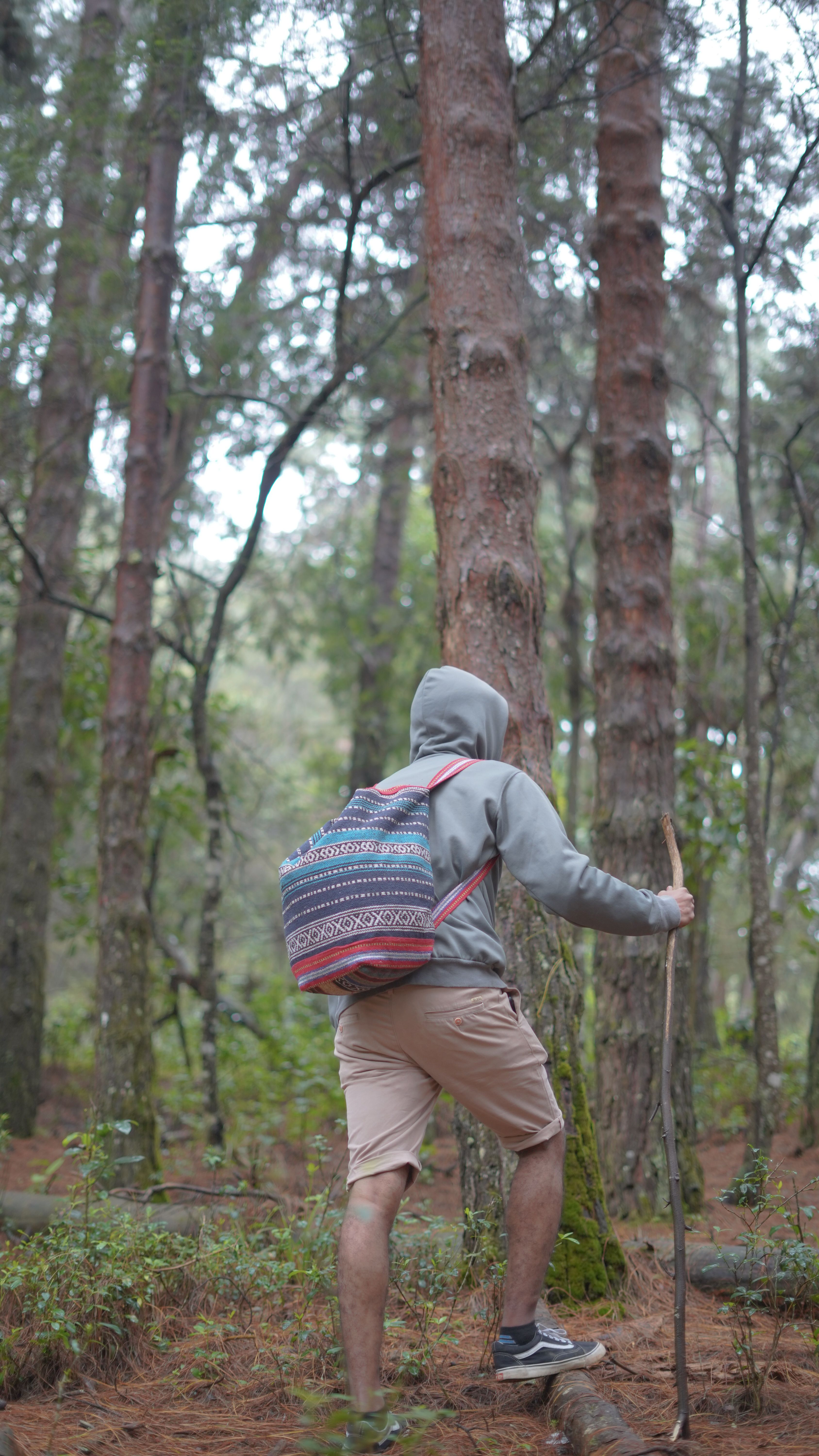 Hiker Exploring a Dense Forest Trail · Free Stock Photo