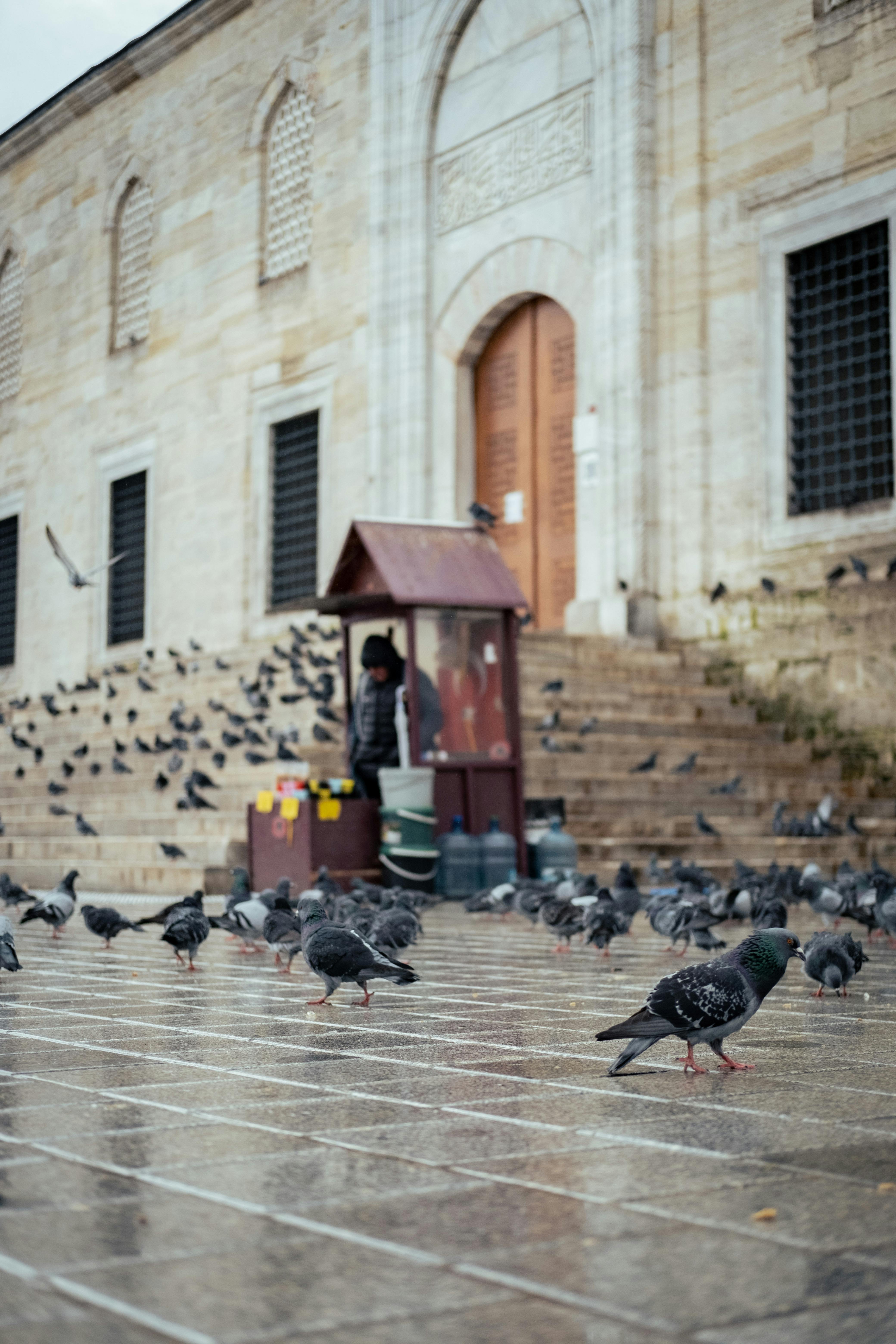 Pigeons in a Historic Courtyard in Istanbul · Free Stock Photo