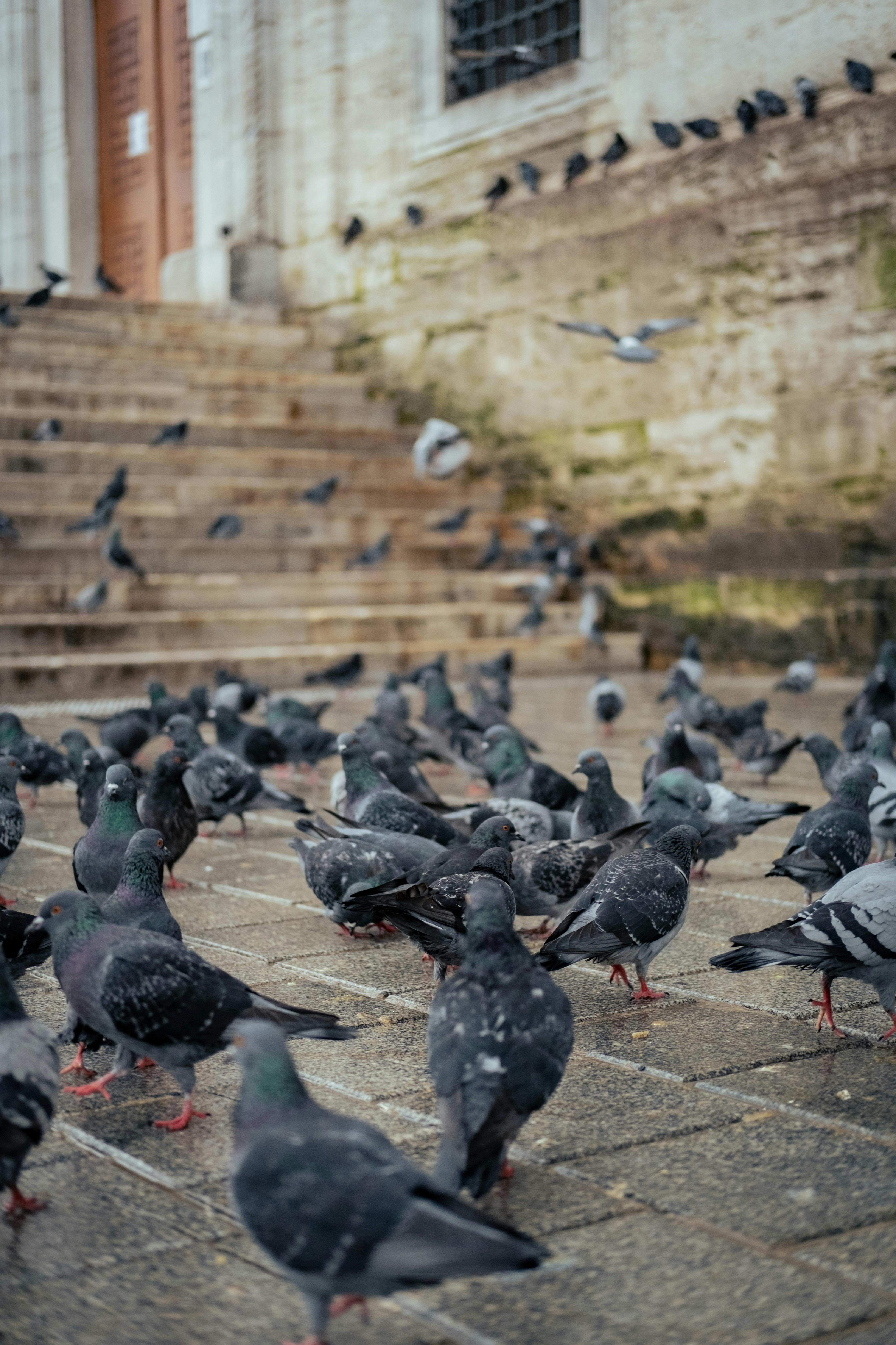 Flock of Pigeons on Historic Stone Steps · Free Stock Photo