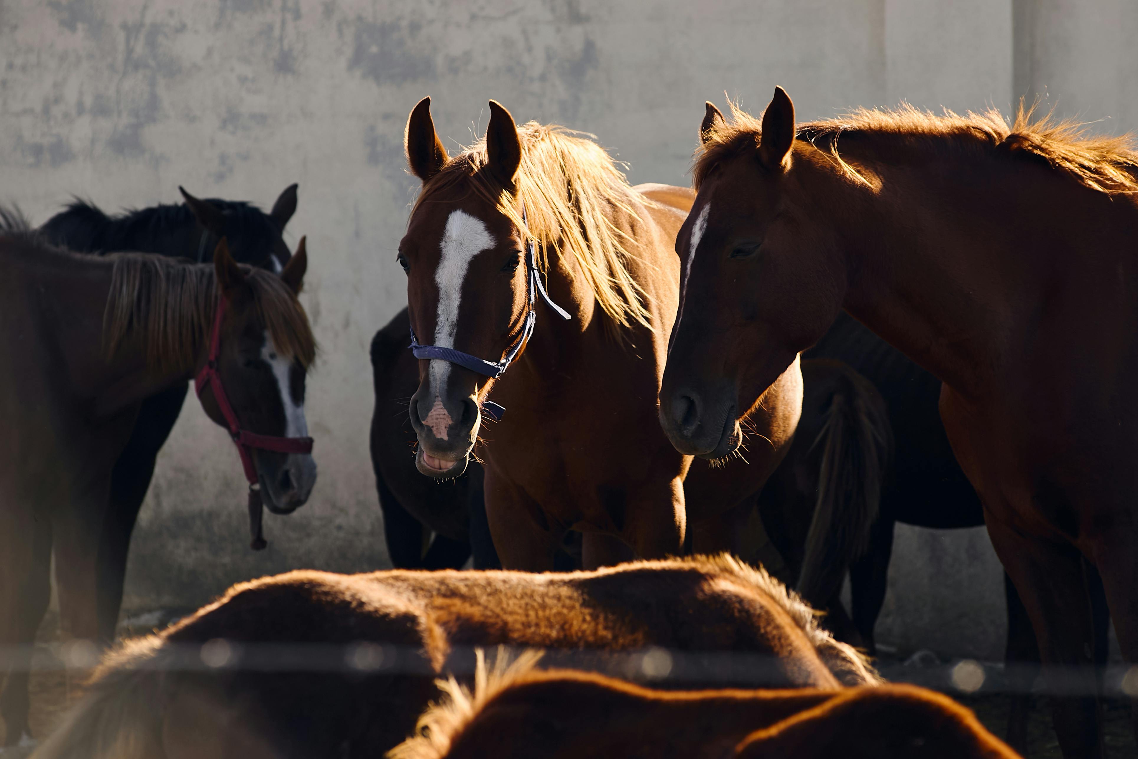 Group of Horses in Sunlit Farm Yard · Free Stock Photo