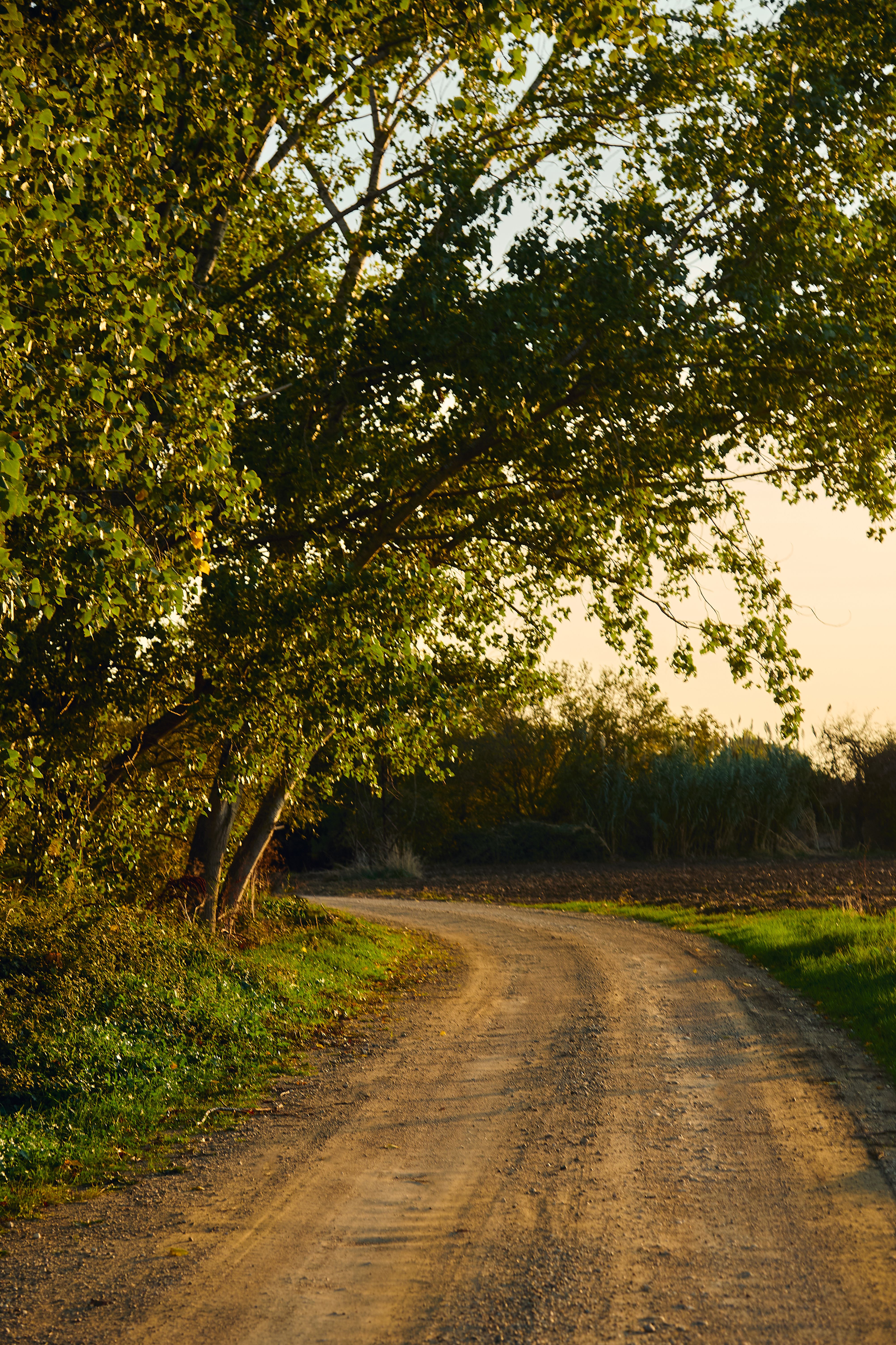 Serene Dirt Path Through a Sunlit Forest · Free Stock Photo
