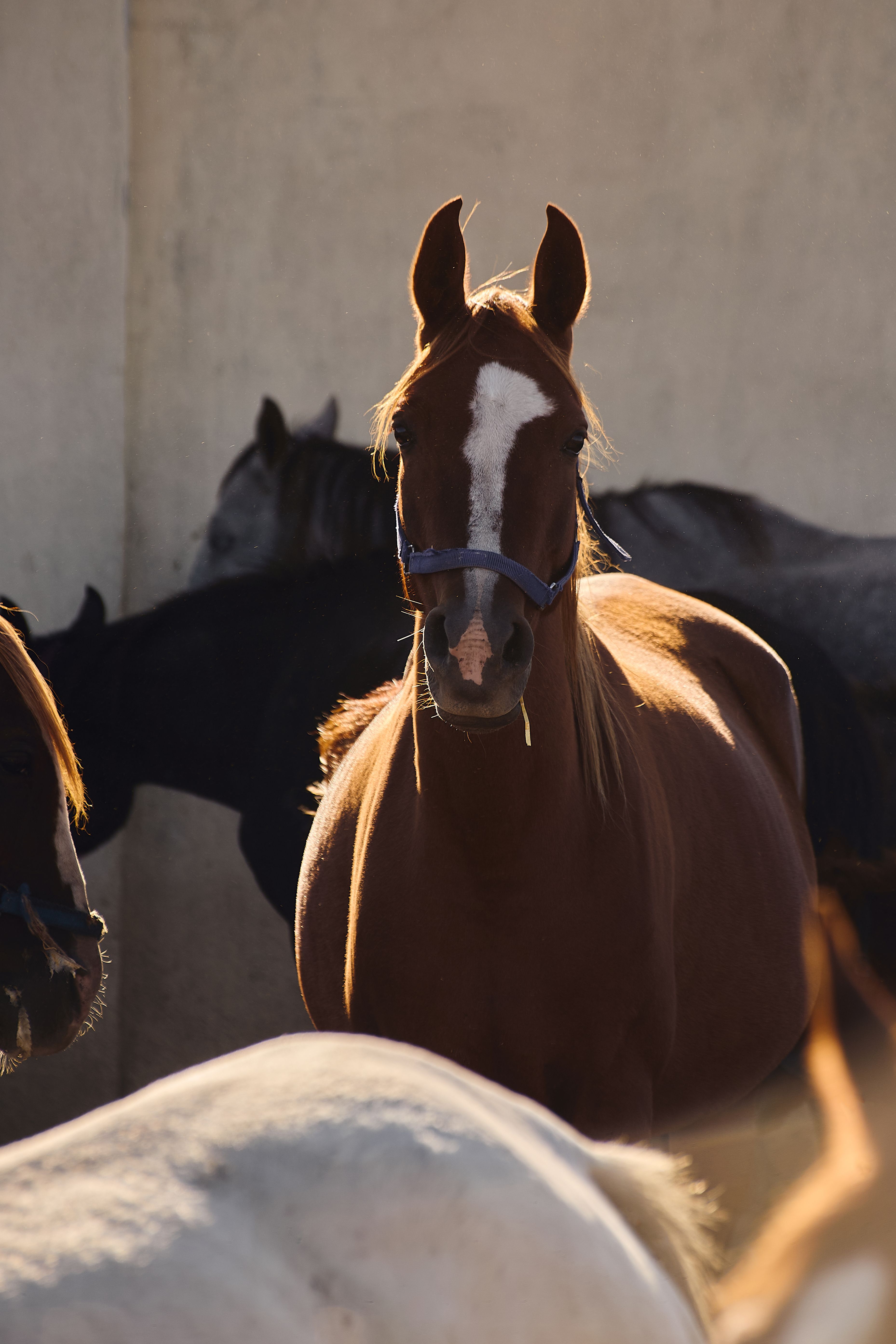 Elegant Chestnut Horse in Sunlit Stable · Free Stock Photo