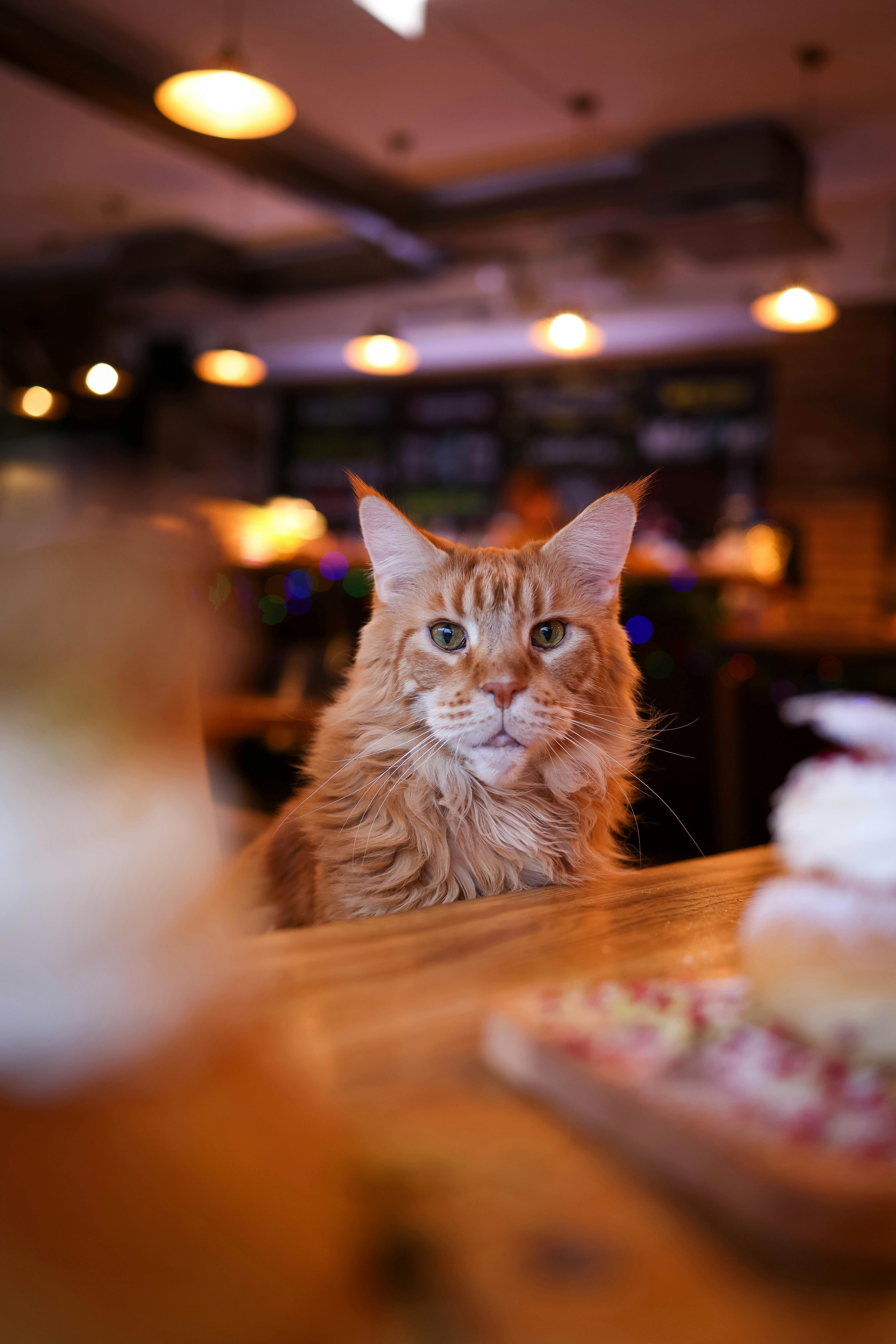 Orange Cat Cafe Photos, Download The BEST Free Orange Cat Cafe Stock ...