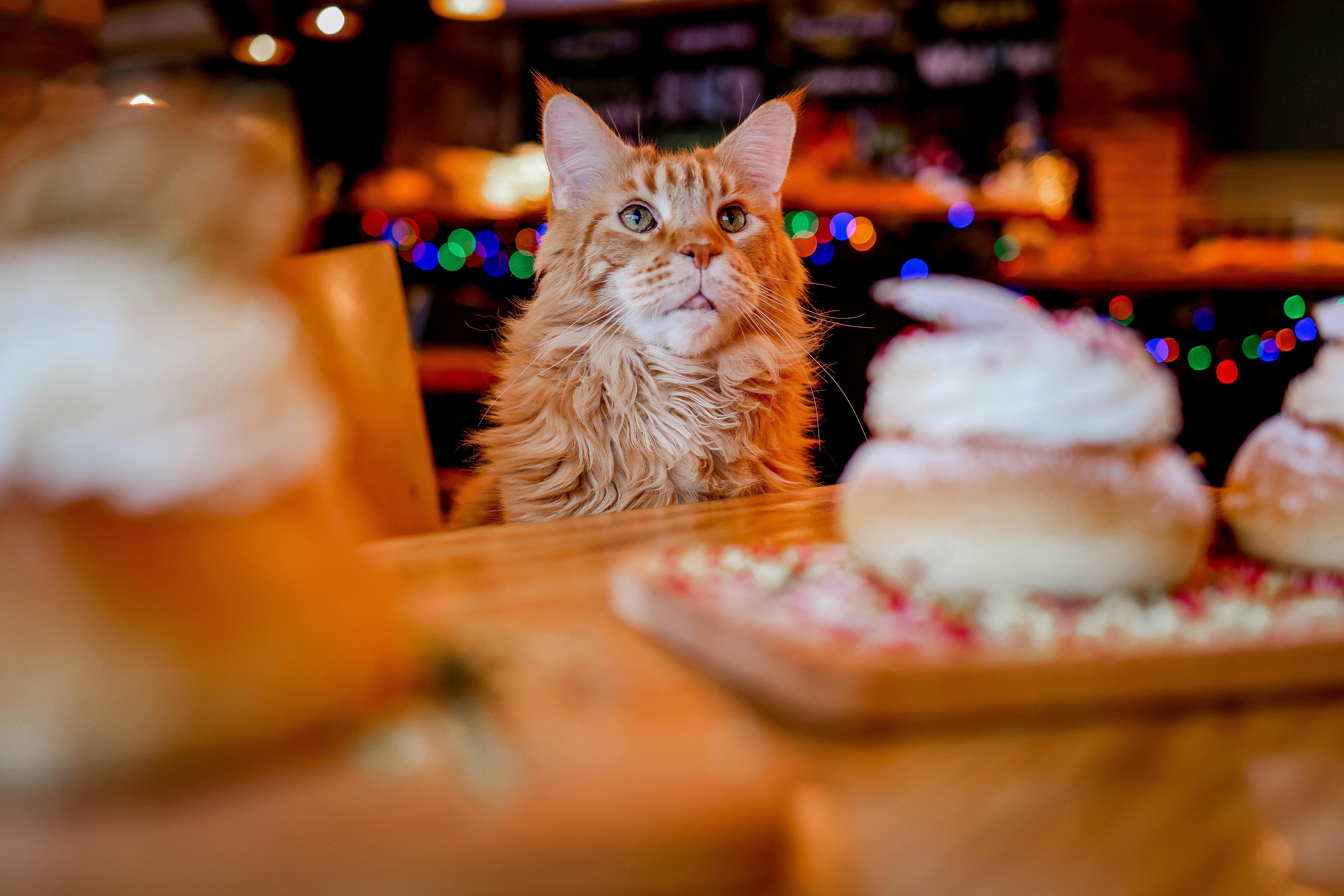 Cat With Food For Poster Photos, Download The BEST Free Cat With Food ...