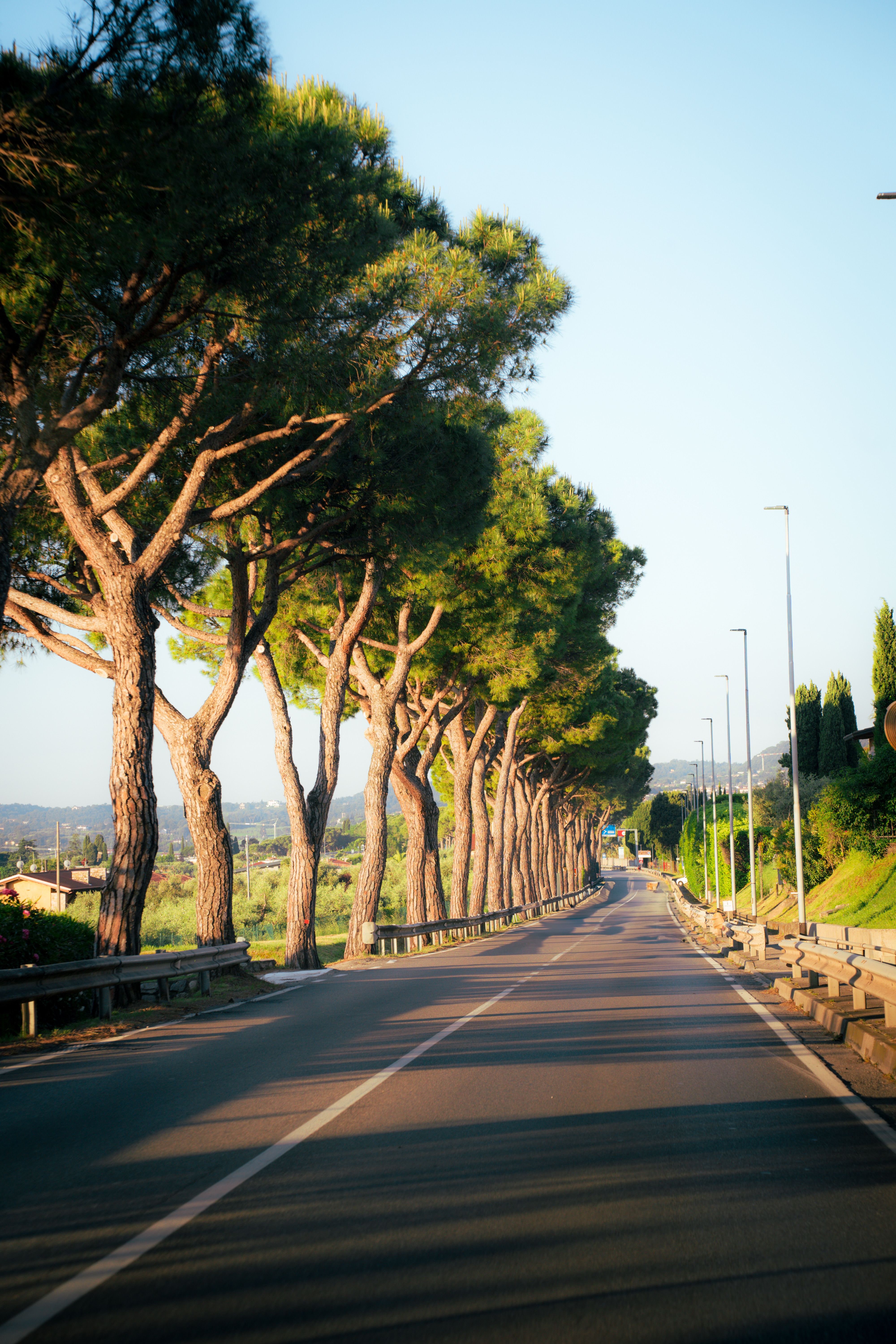 Scenic Pine Tree Avenue in Italy at Sunset · Free Stock Photo