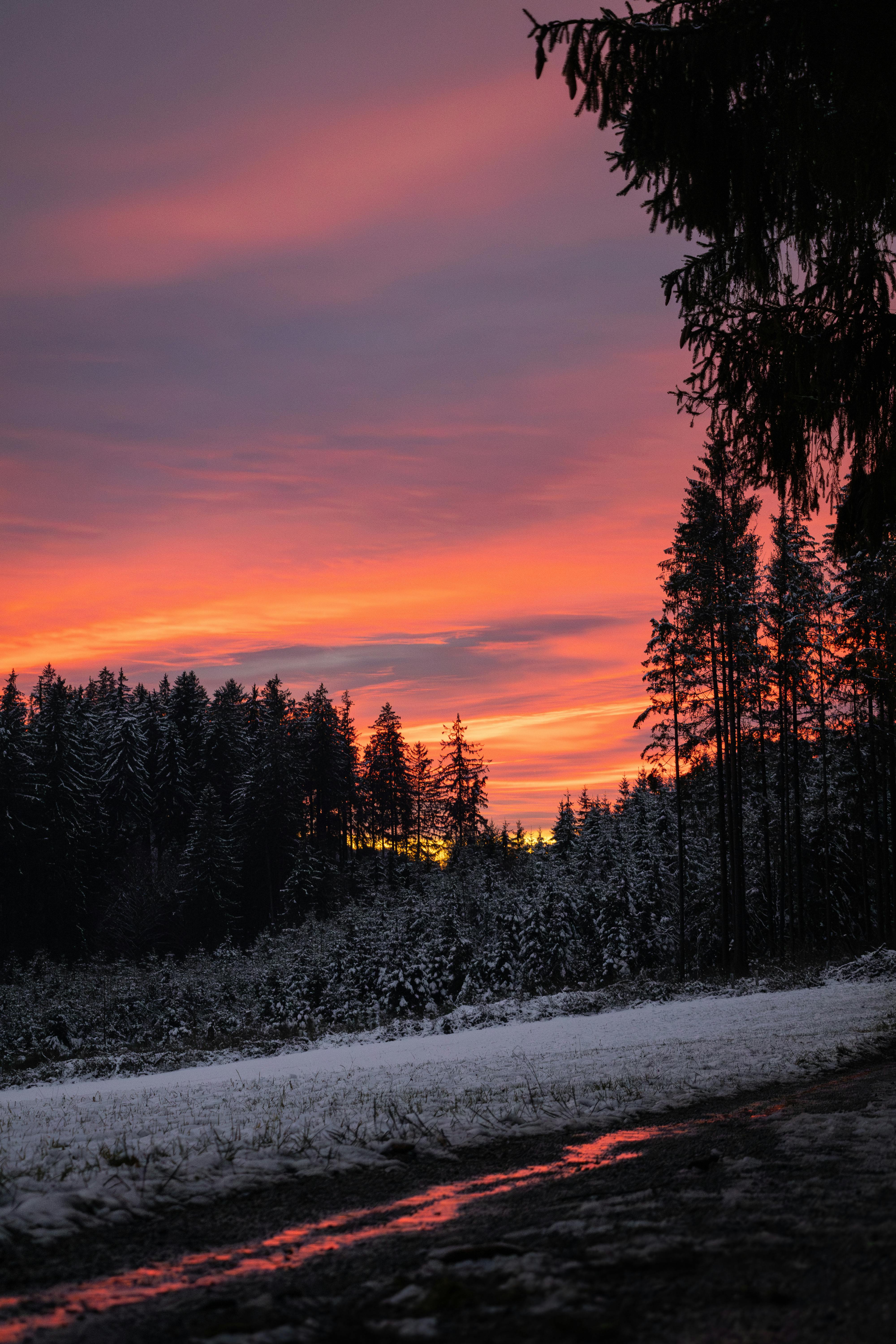 Stunning Winter Sunset Over Snowy Forest · Free Stock Photo