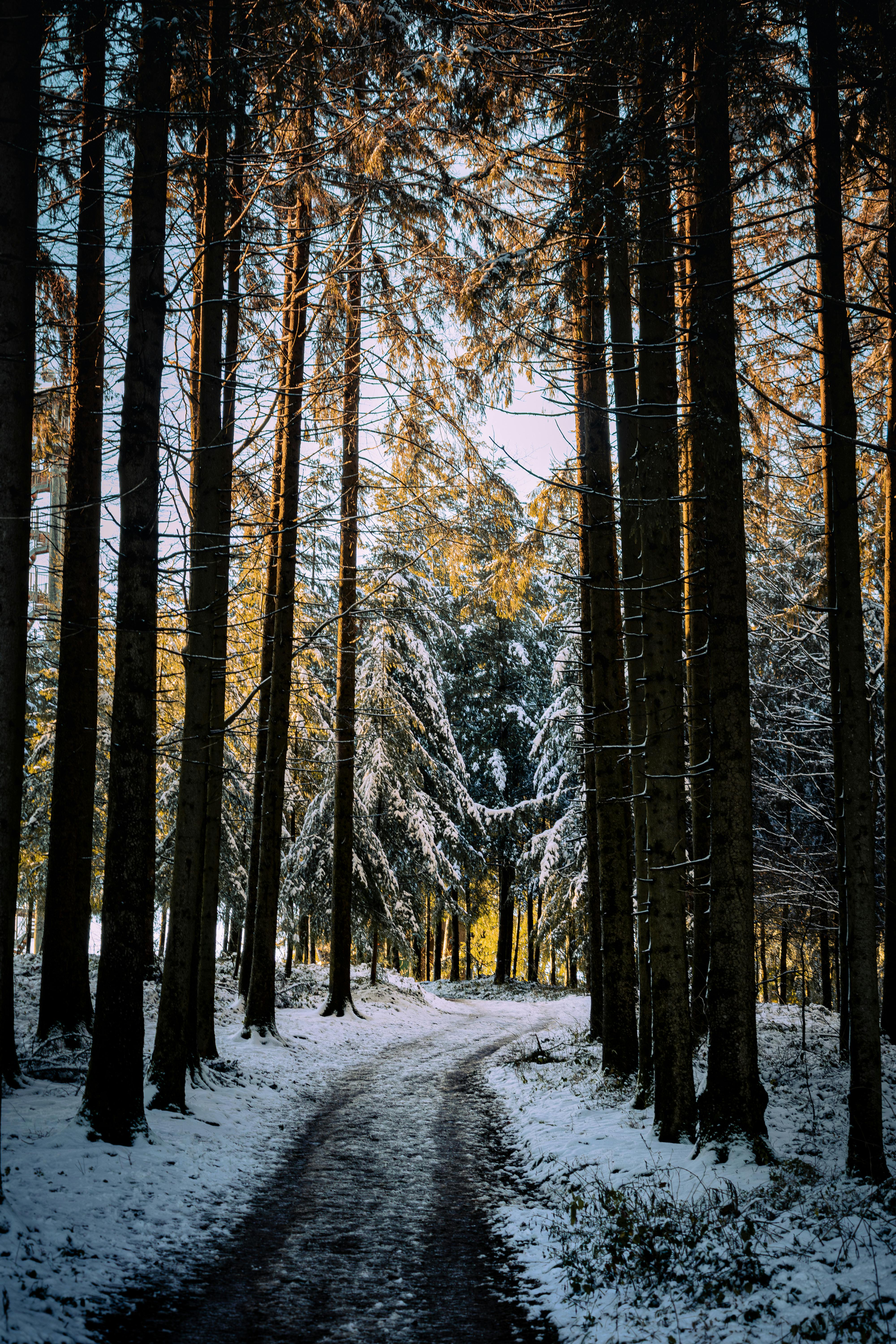 Serene Winter Path Through Snowy Forest · Free Stock Photo