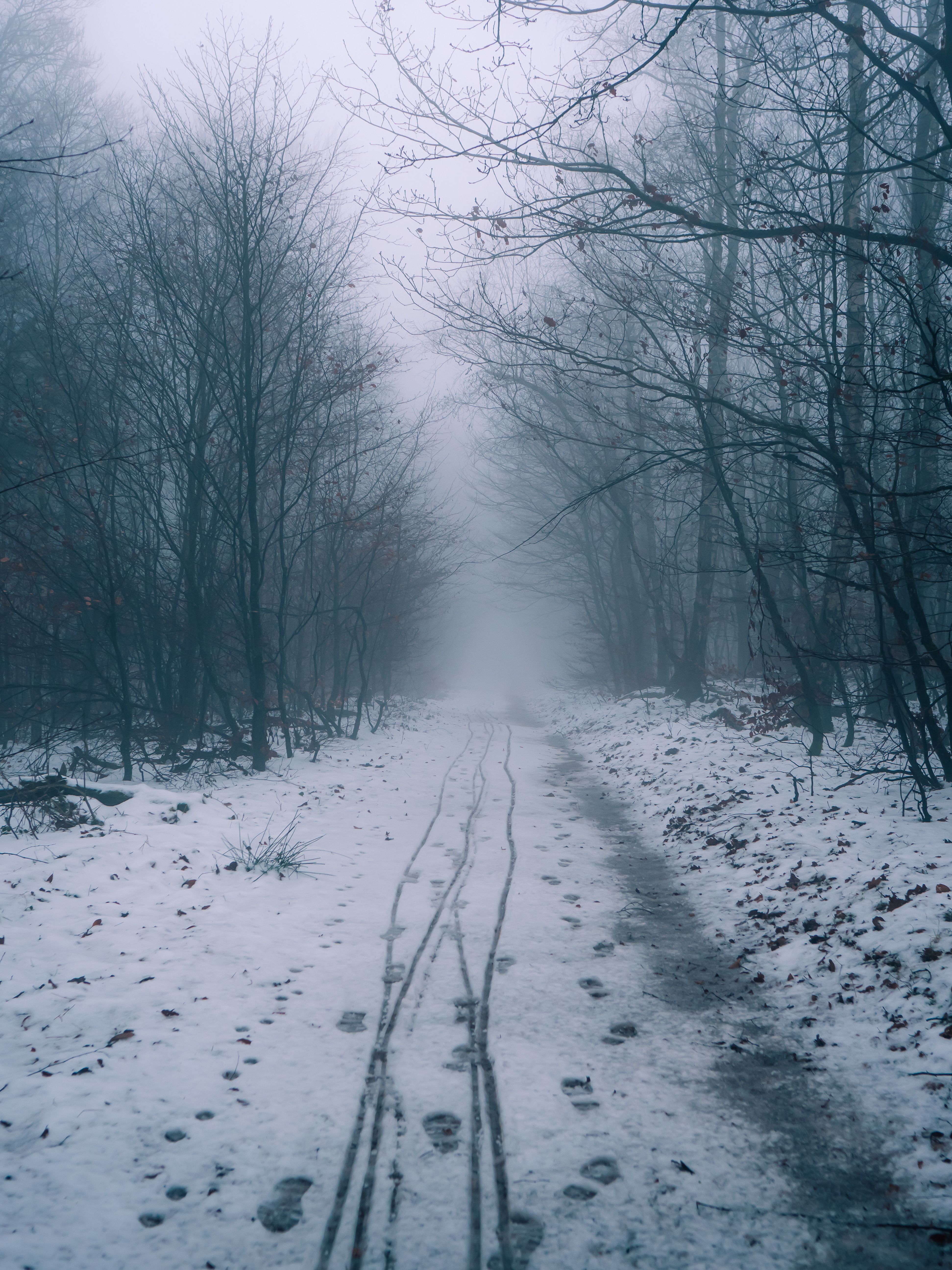 Misty Winter Forest Path in Wilgartswiesen · Free Stock Photo