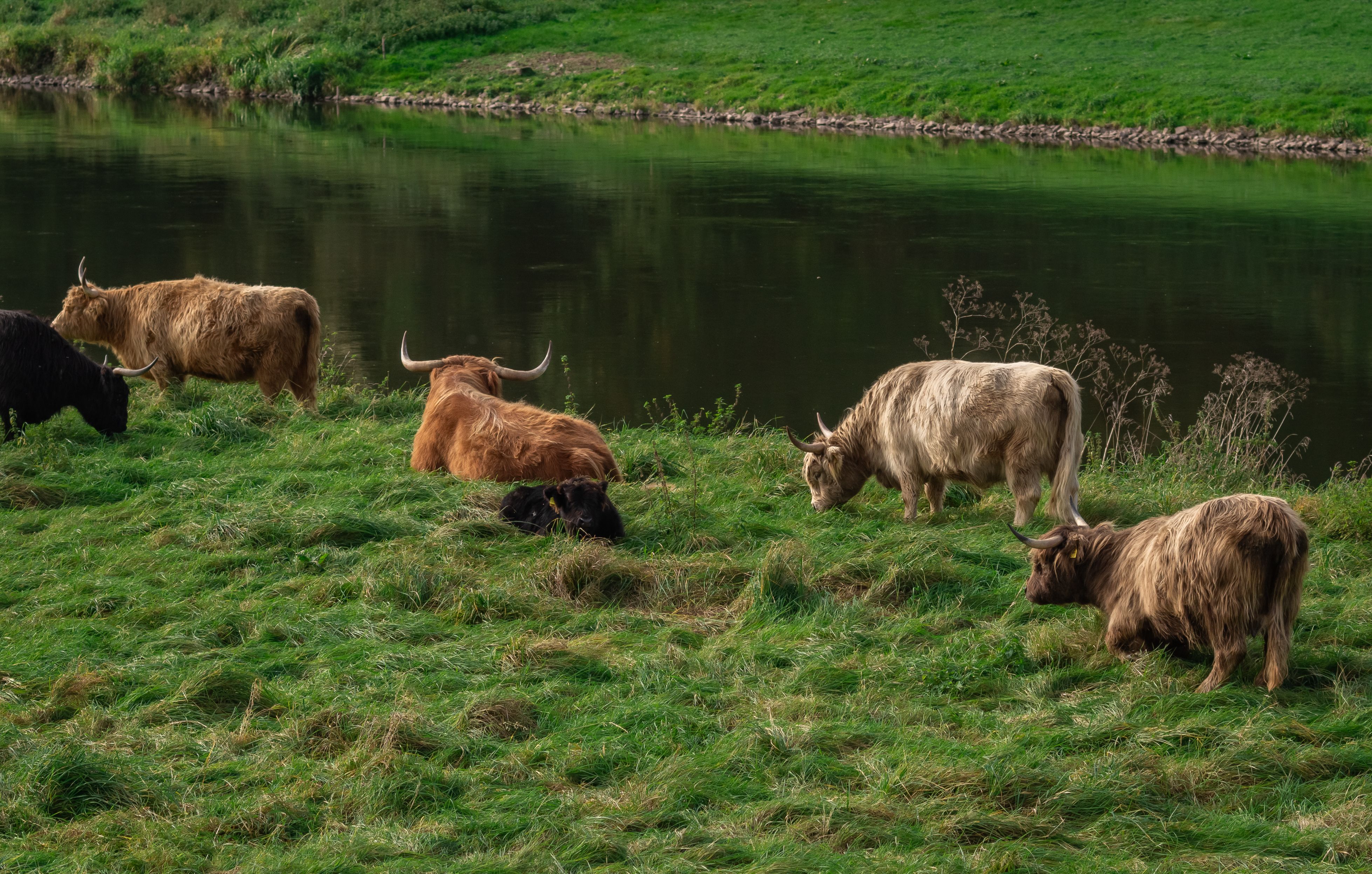 Highland Cattle Grazing by a Serene River · Free Stock Photo