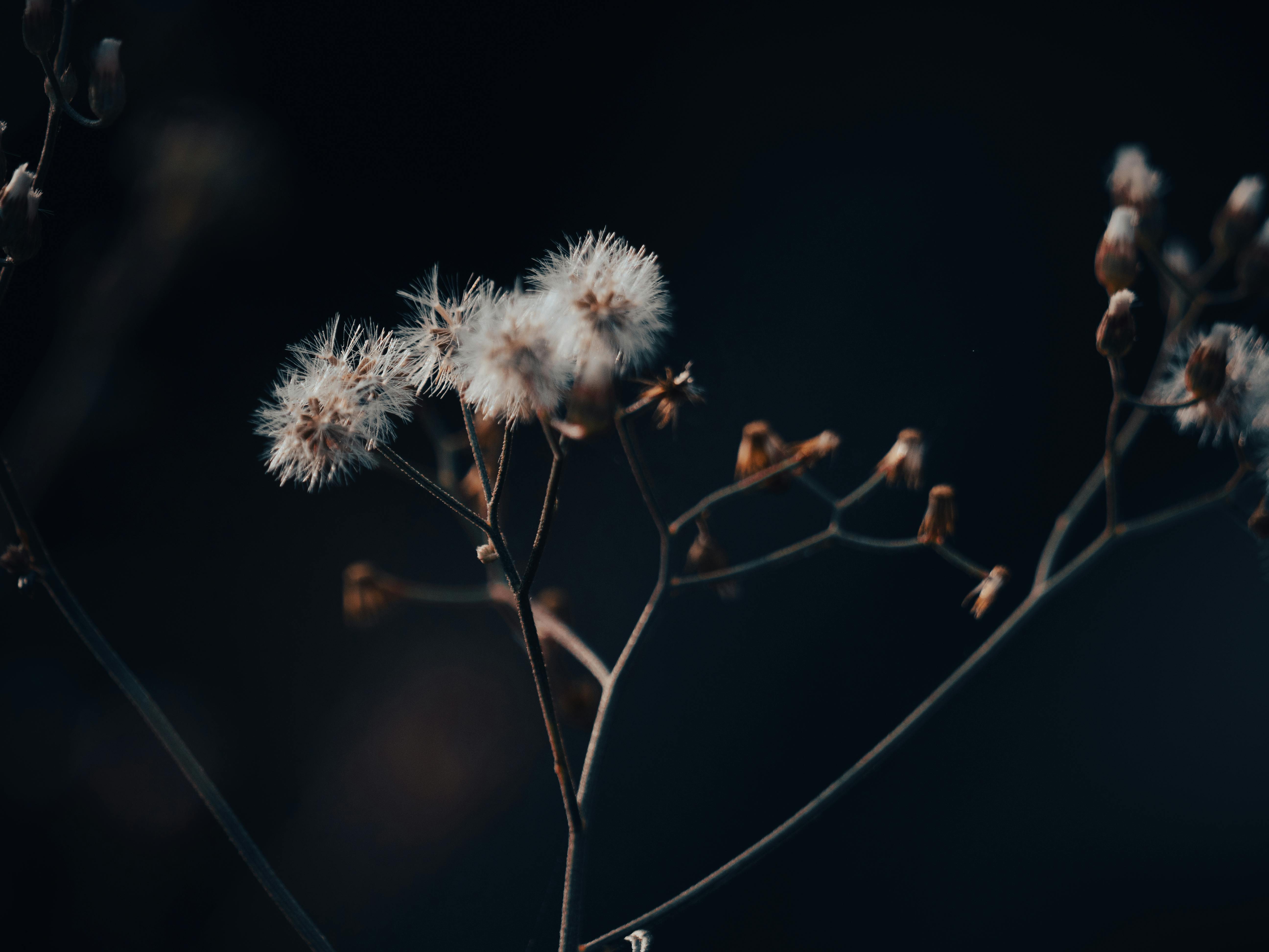 Close-up of Dried Wildflowers Against Dark Background · Free Stock Photo