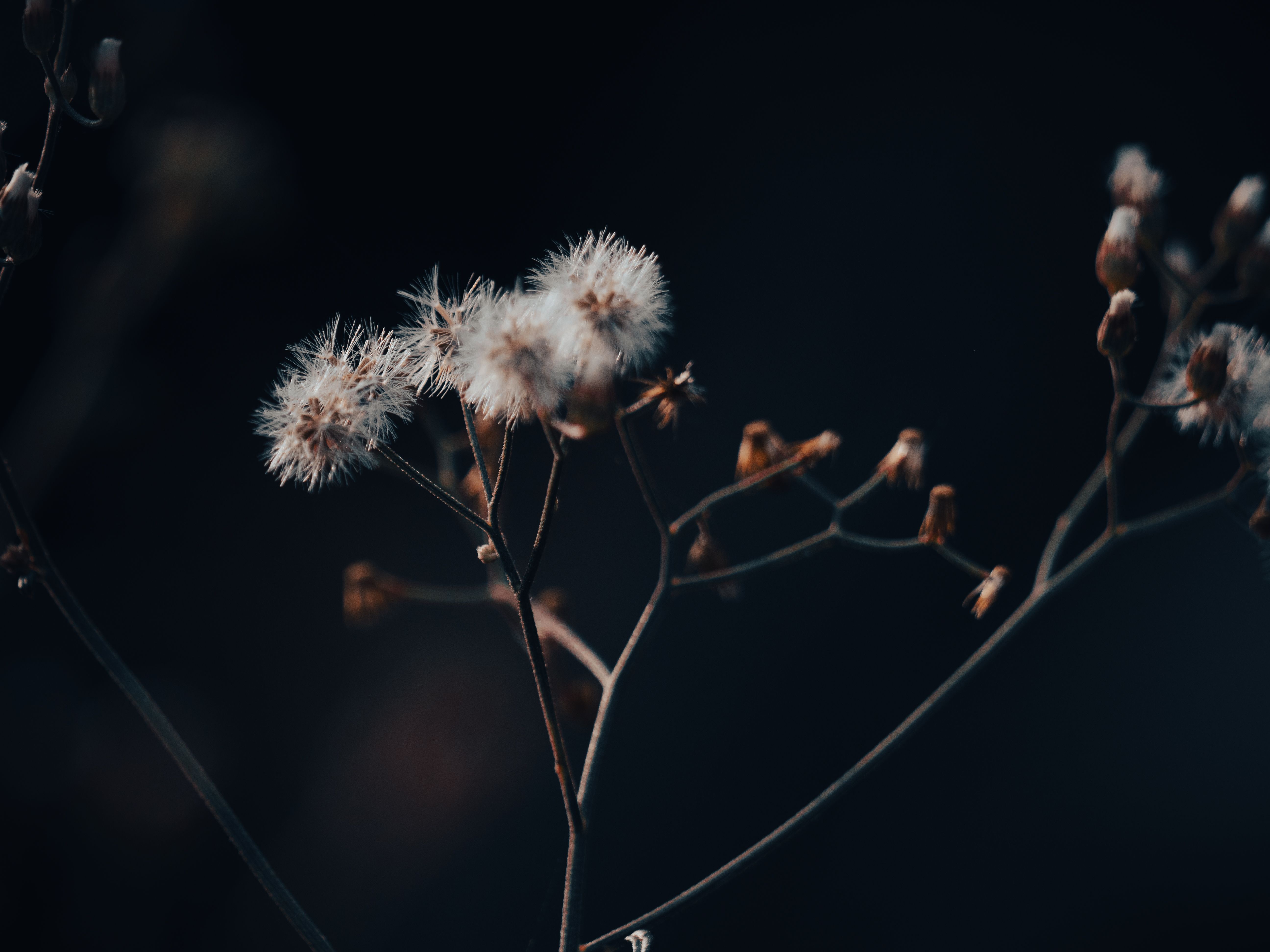 Dried Onderwerpen Photos, Download The BEST Free Dried Onderwerpen ...