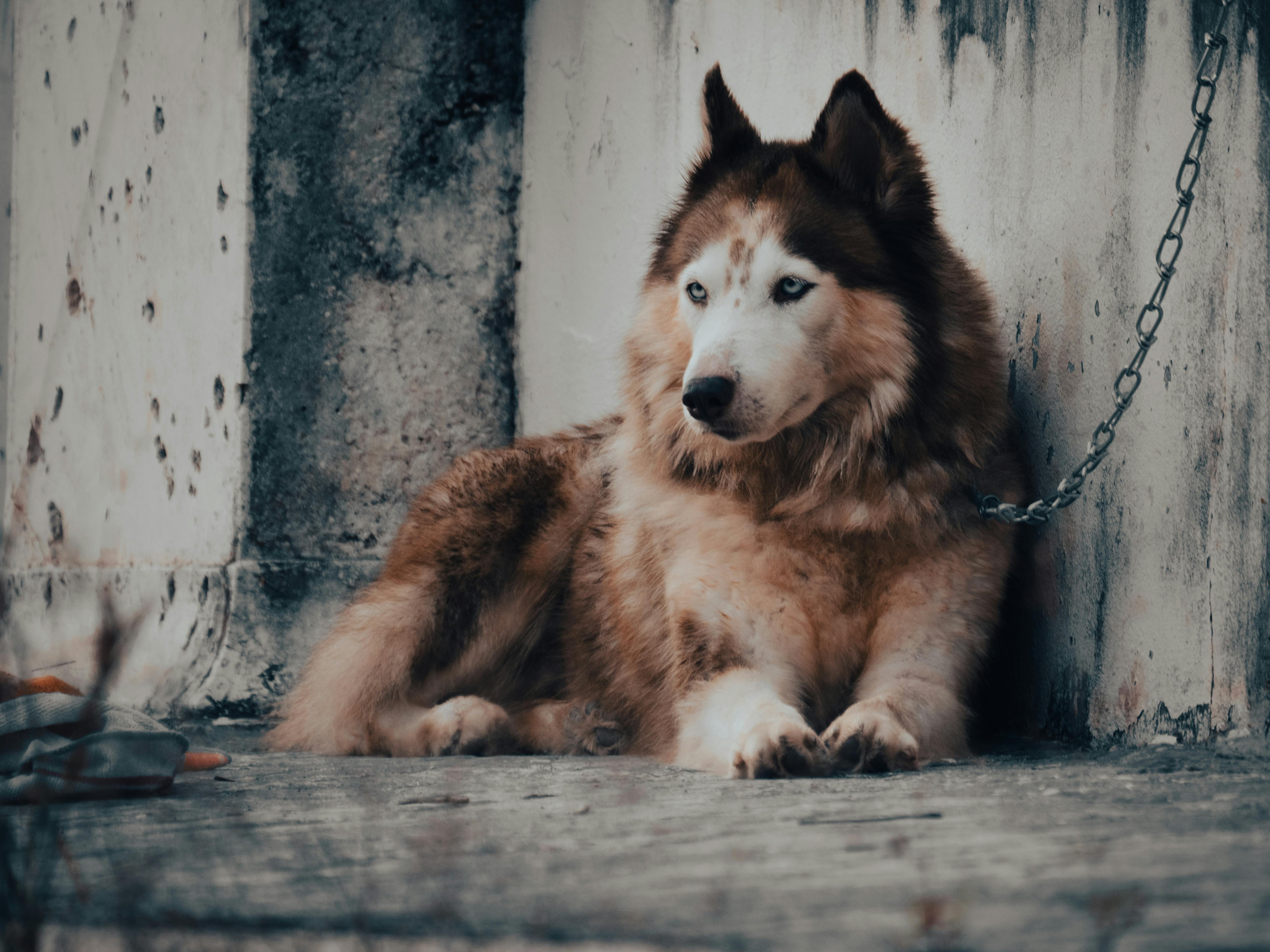 Majestic Siberian Husky Resting Against Wall · Free Stock Photo