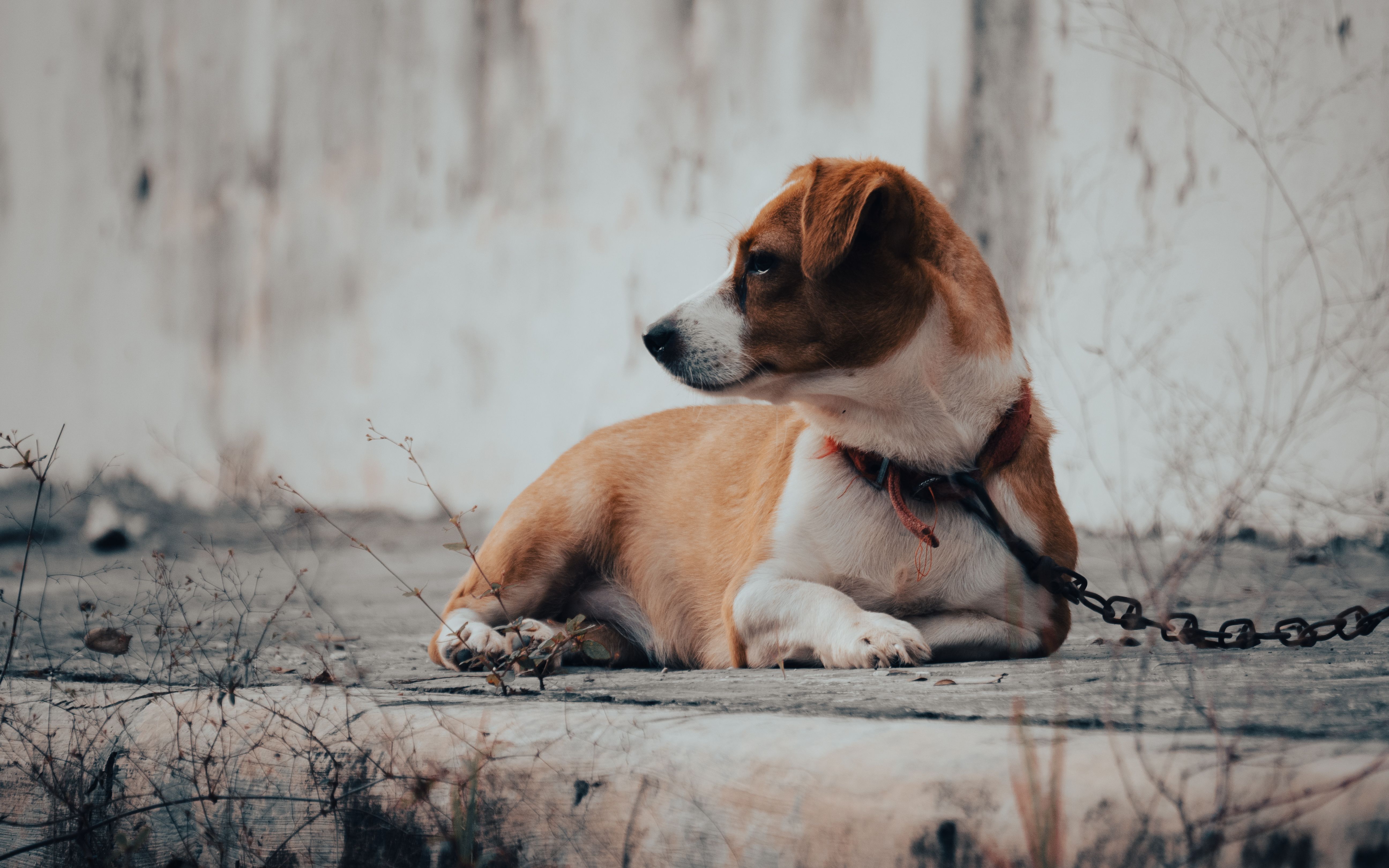 Dog In Chains Photos, Download The BEST Free Dog In Chains Stock Photos ...