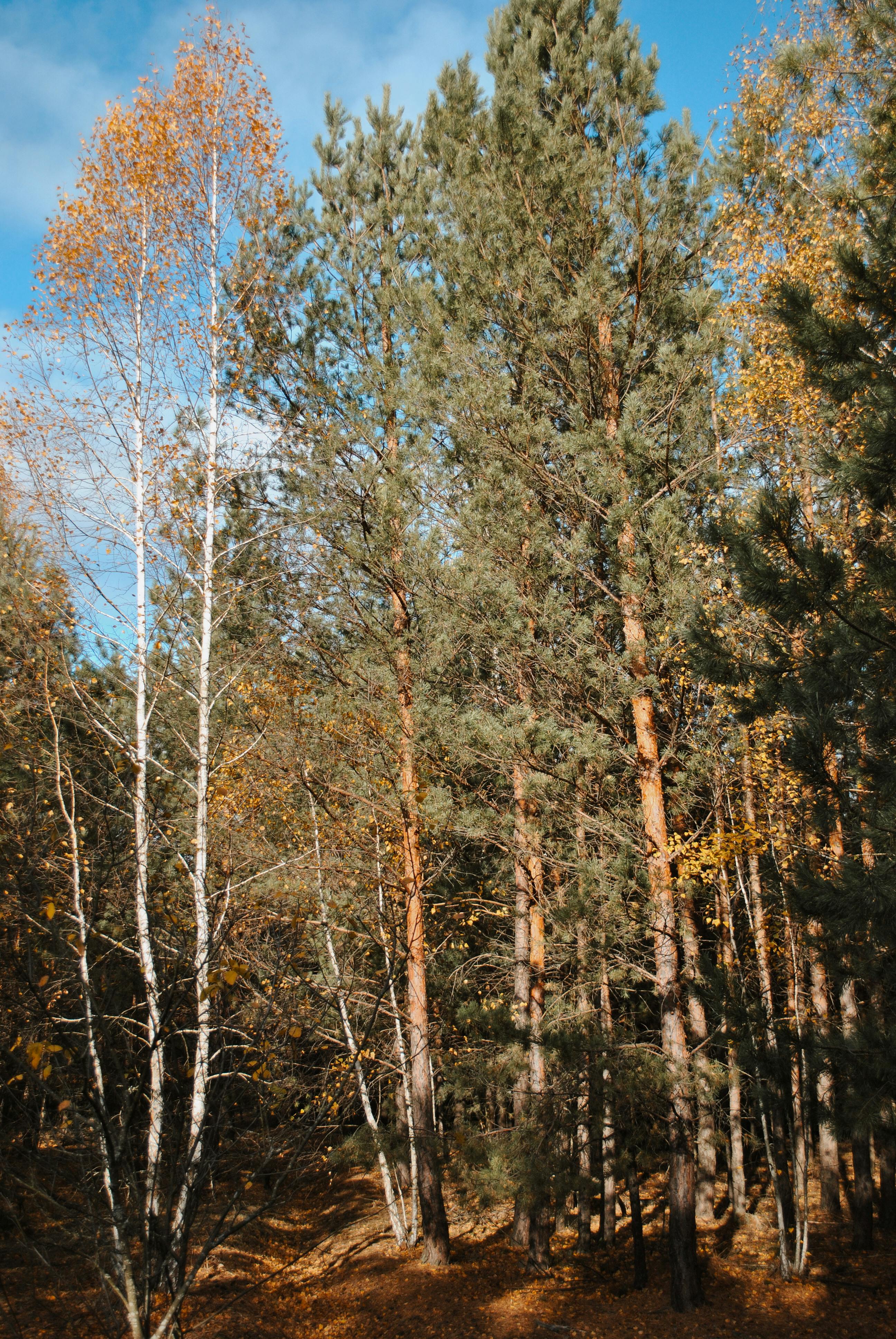 Fall Birch Photos, Download The BEST Free Fall Birch Stock Photos & HD ...