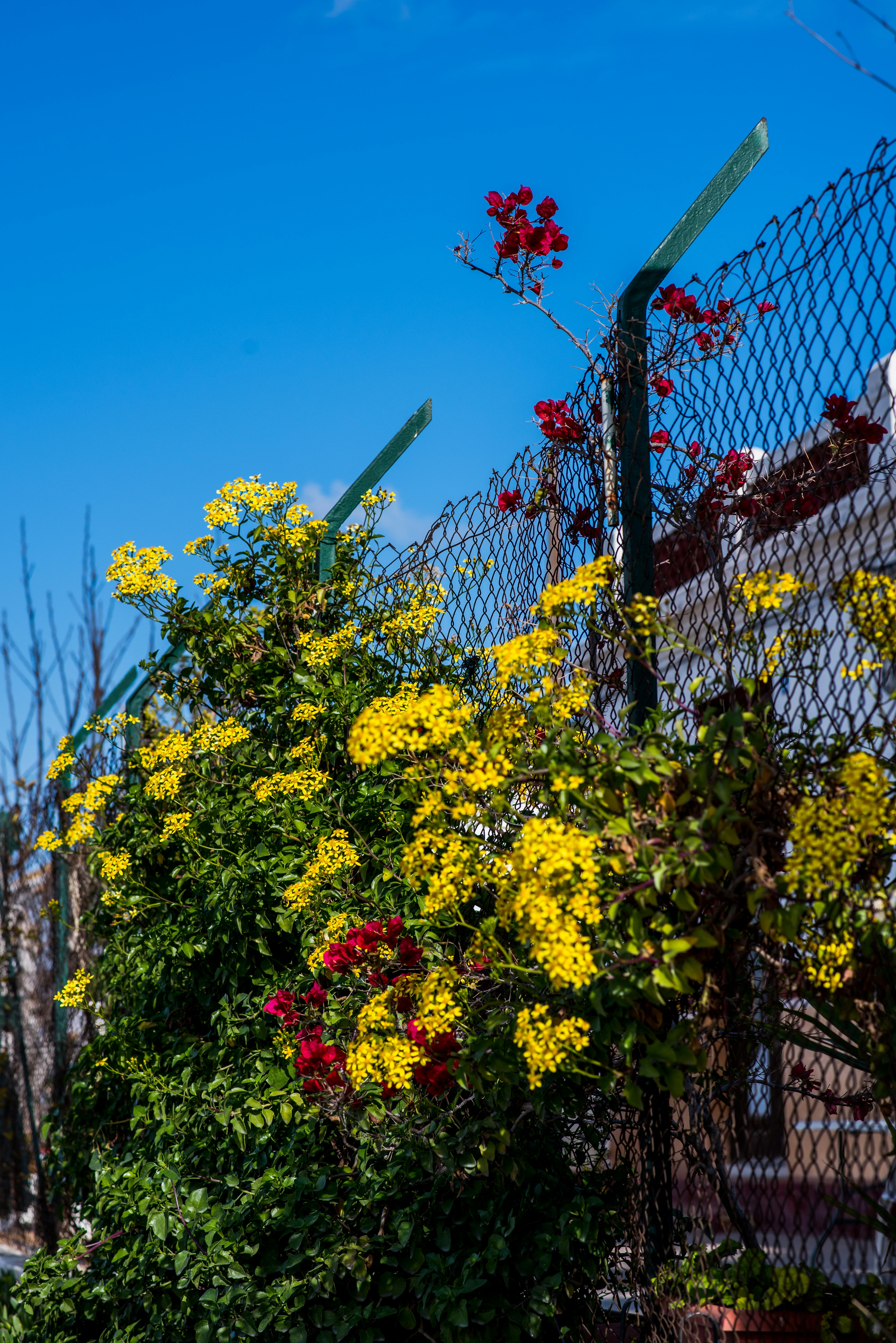 Sprawling Plants Photos, Download The BEST Free Sprawling Plants Stock ...