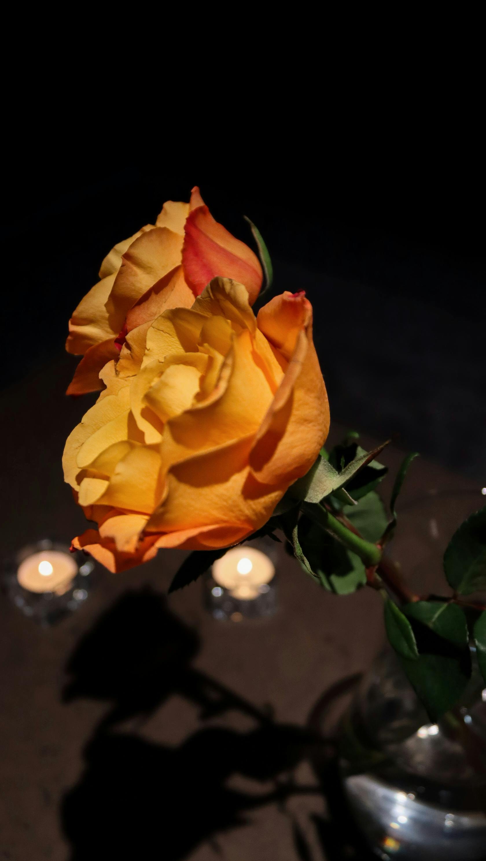 Romantic Yellow Roses with Candlelight Ambiance · Free Stock Photo