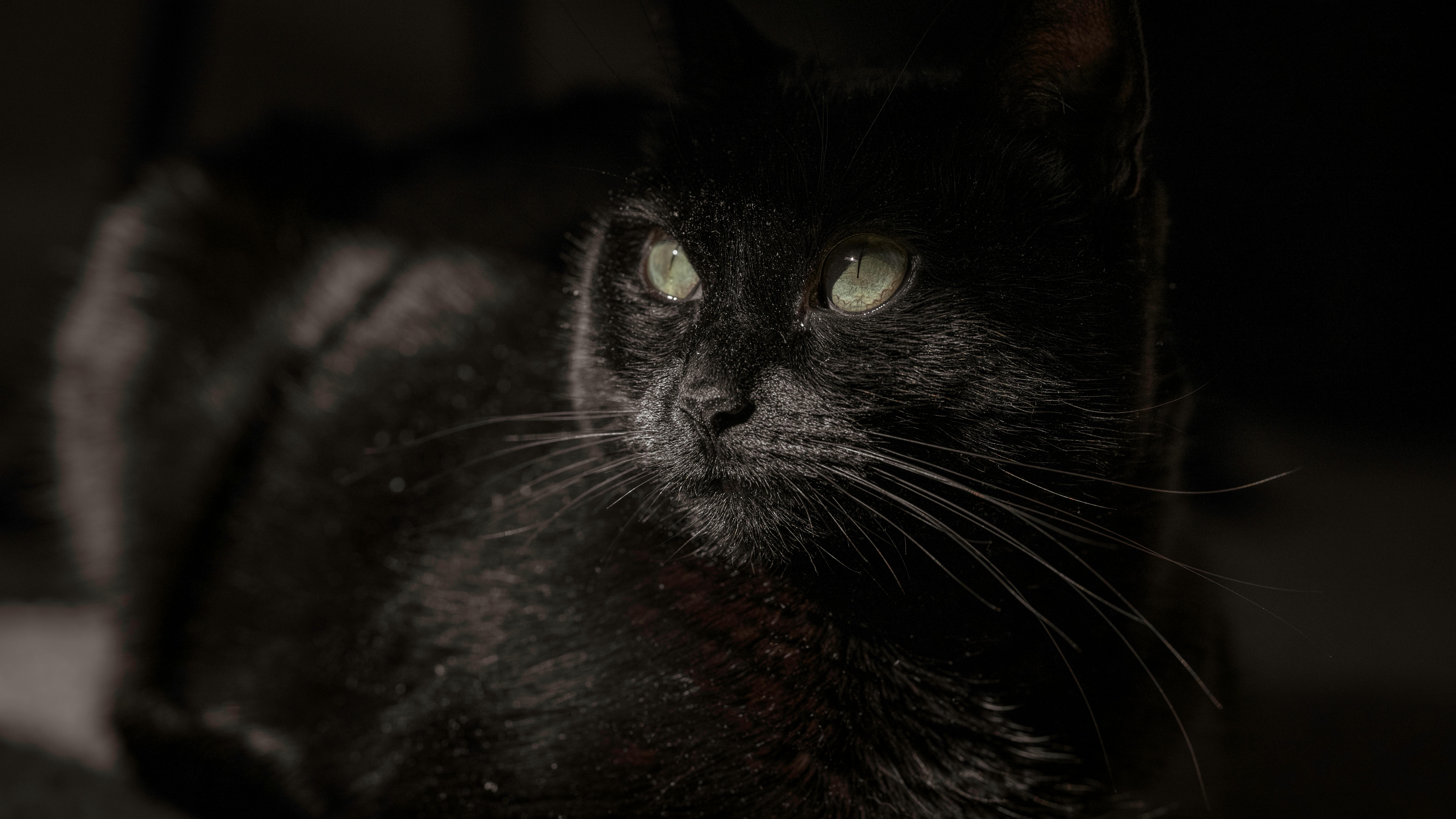 Elegant Portrait of a Black Cat in Shadow · Free Stock Photo