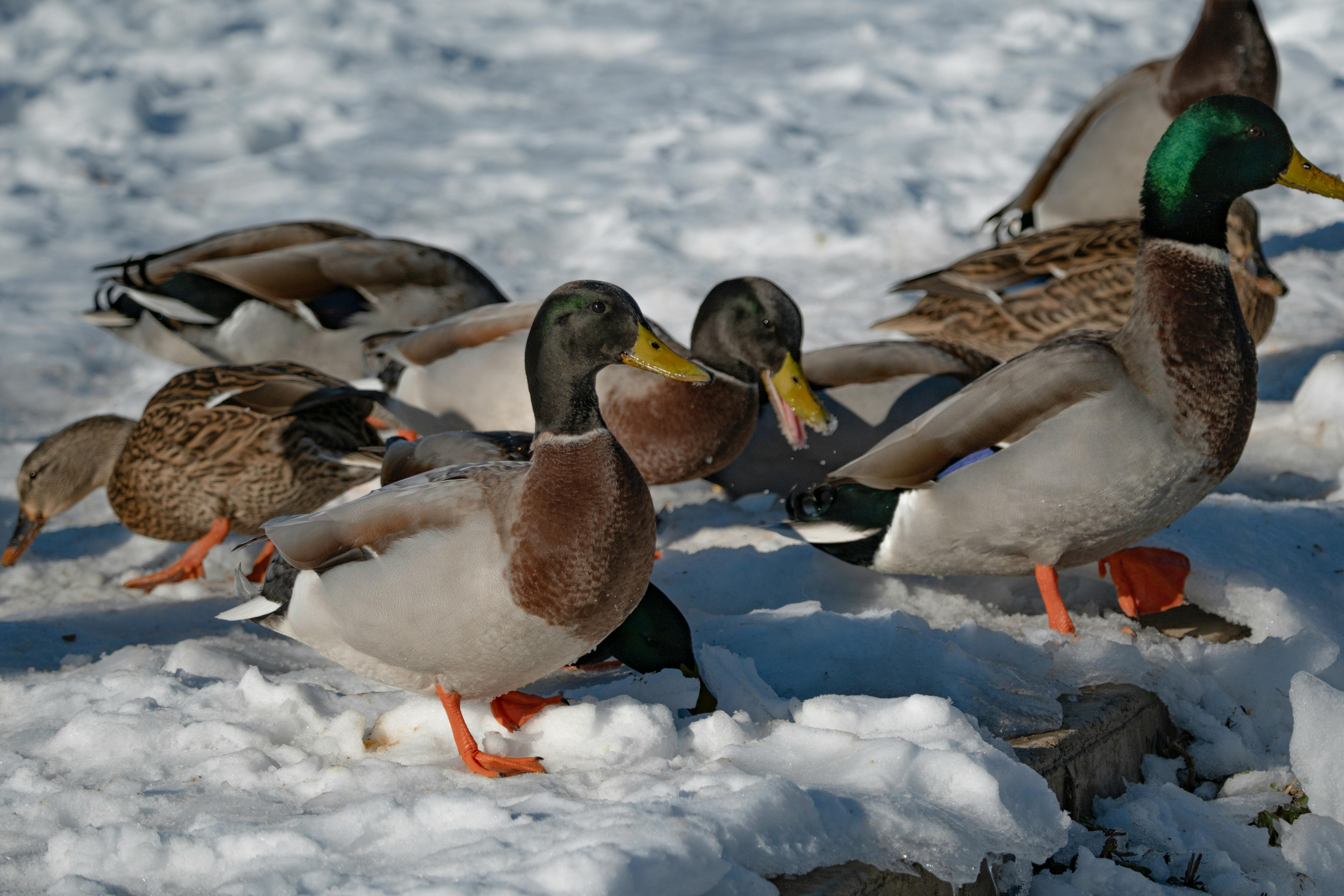 Mallard Ducks in Snowy Kentucky Landscape · Free Stock Photo