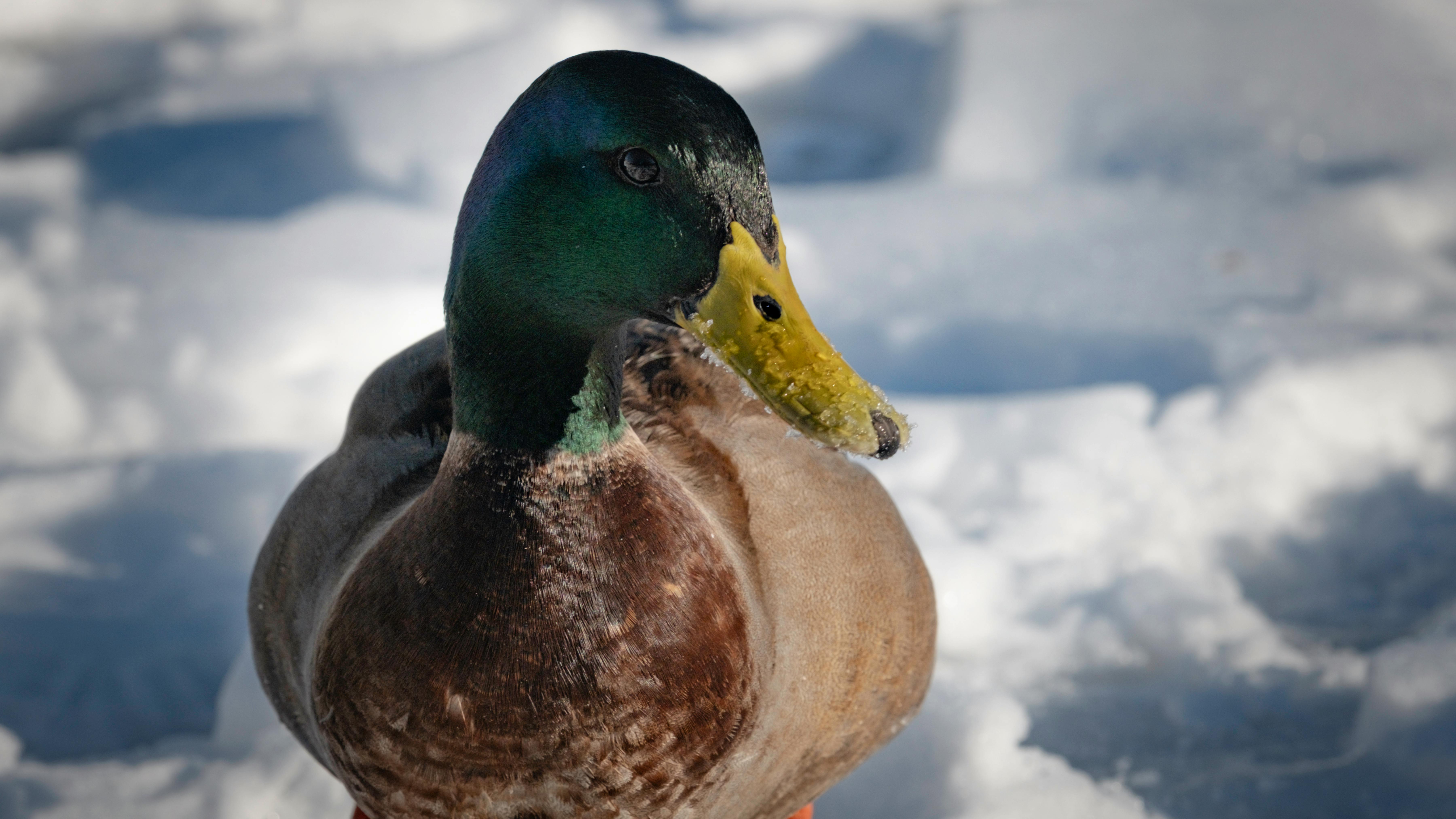Mallard Duck in Snowy Landscape · Free Stock Photo