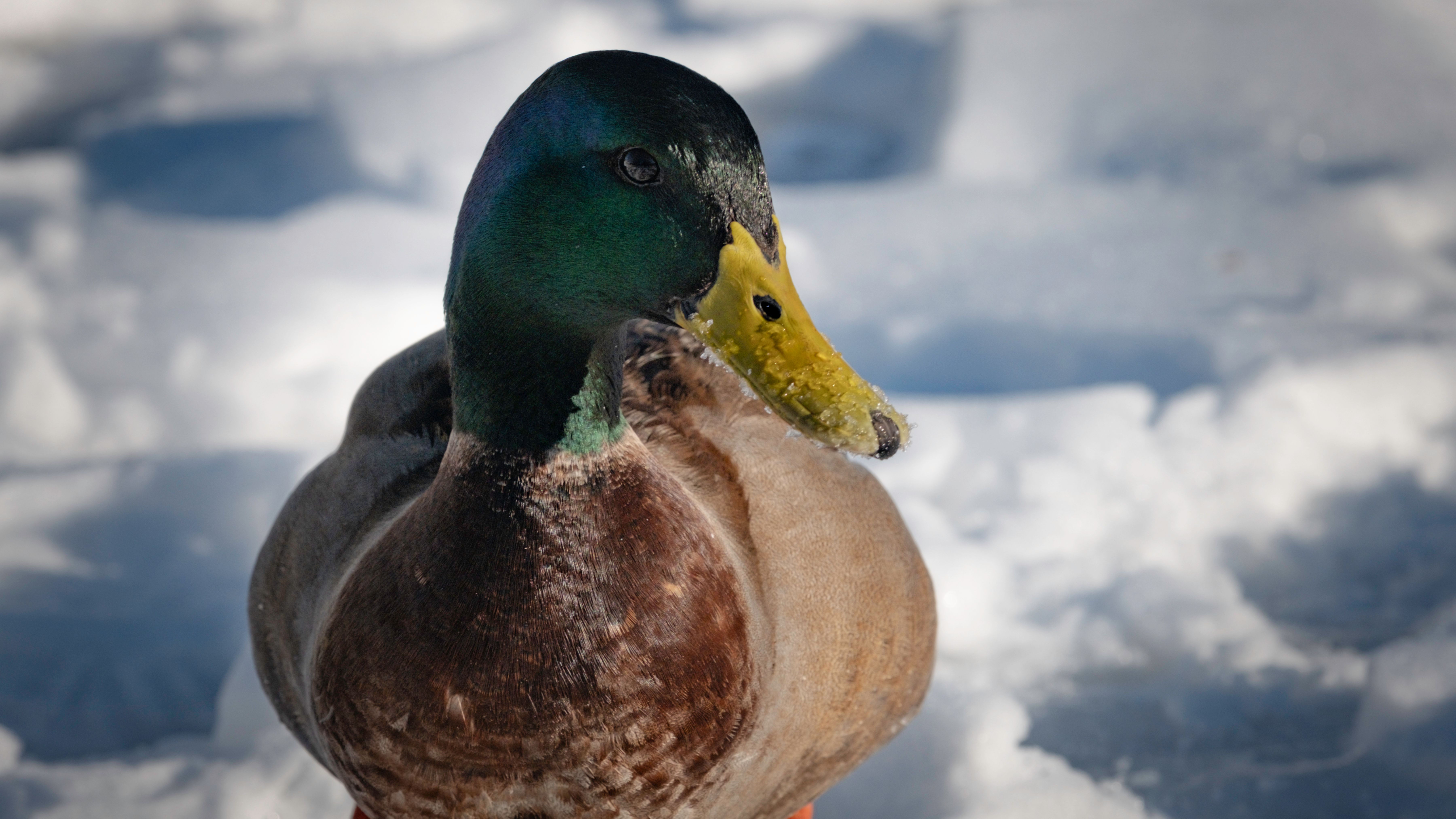 Mallard Duck in Snowy Landscape · Free Stock Photo