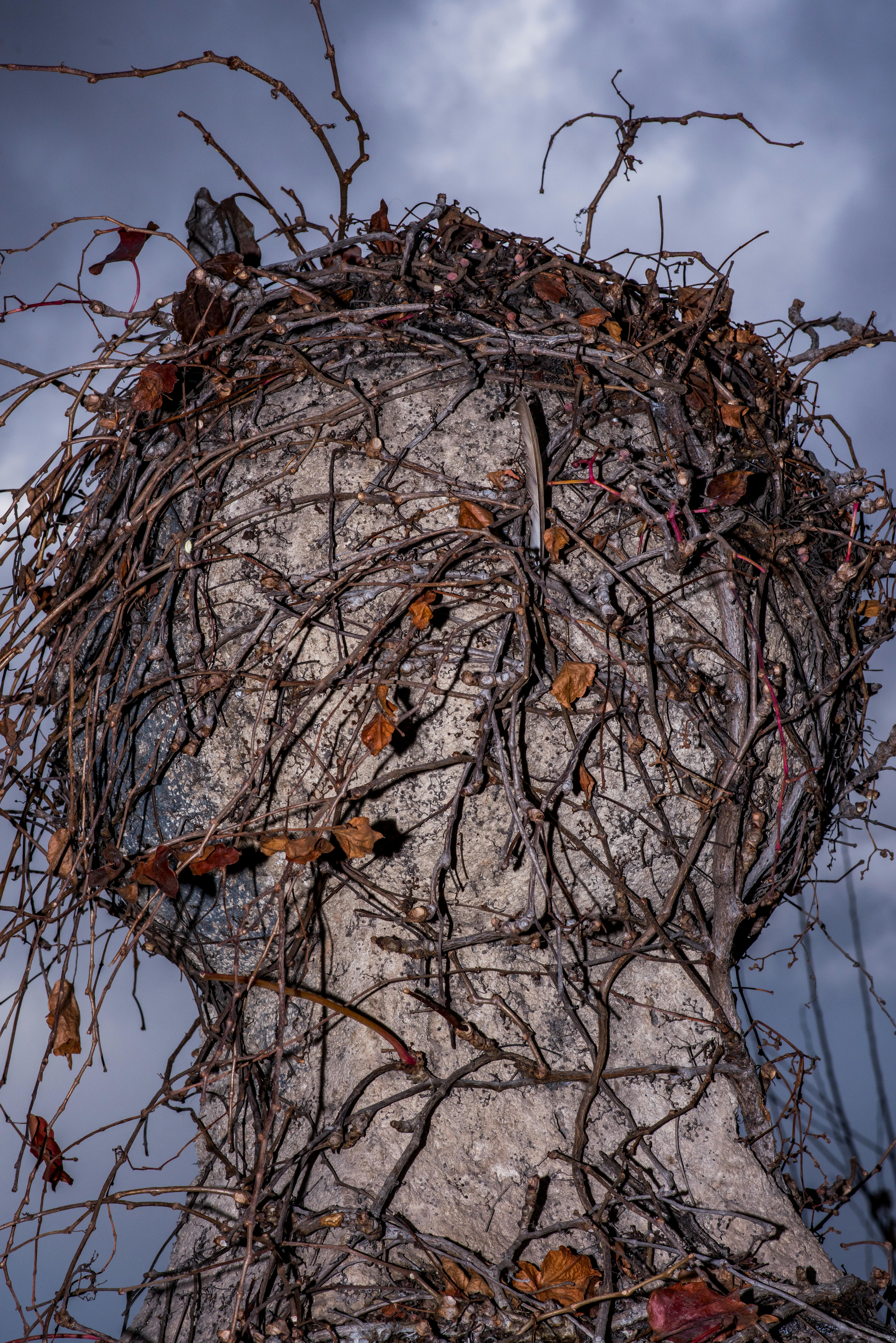 Sculpted Head Covered With Intertwined Vines · Free Stock Photo