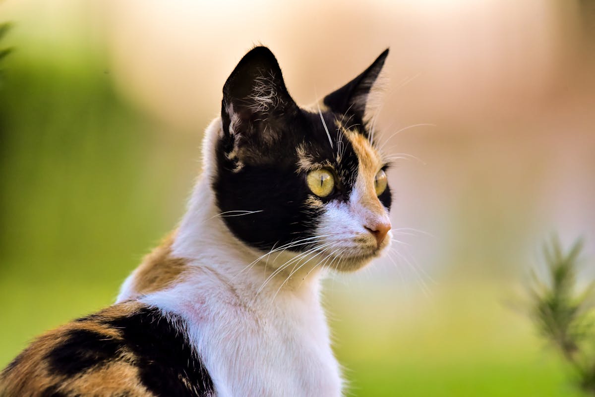 Cat Face Photos, Download The BEST Free Cat Face Stock Photos & HD Images