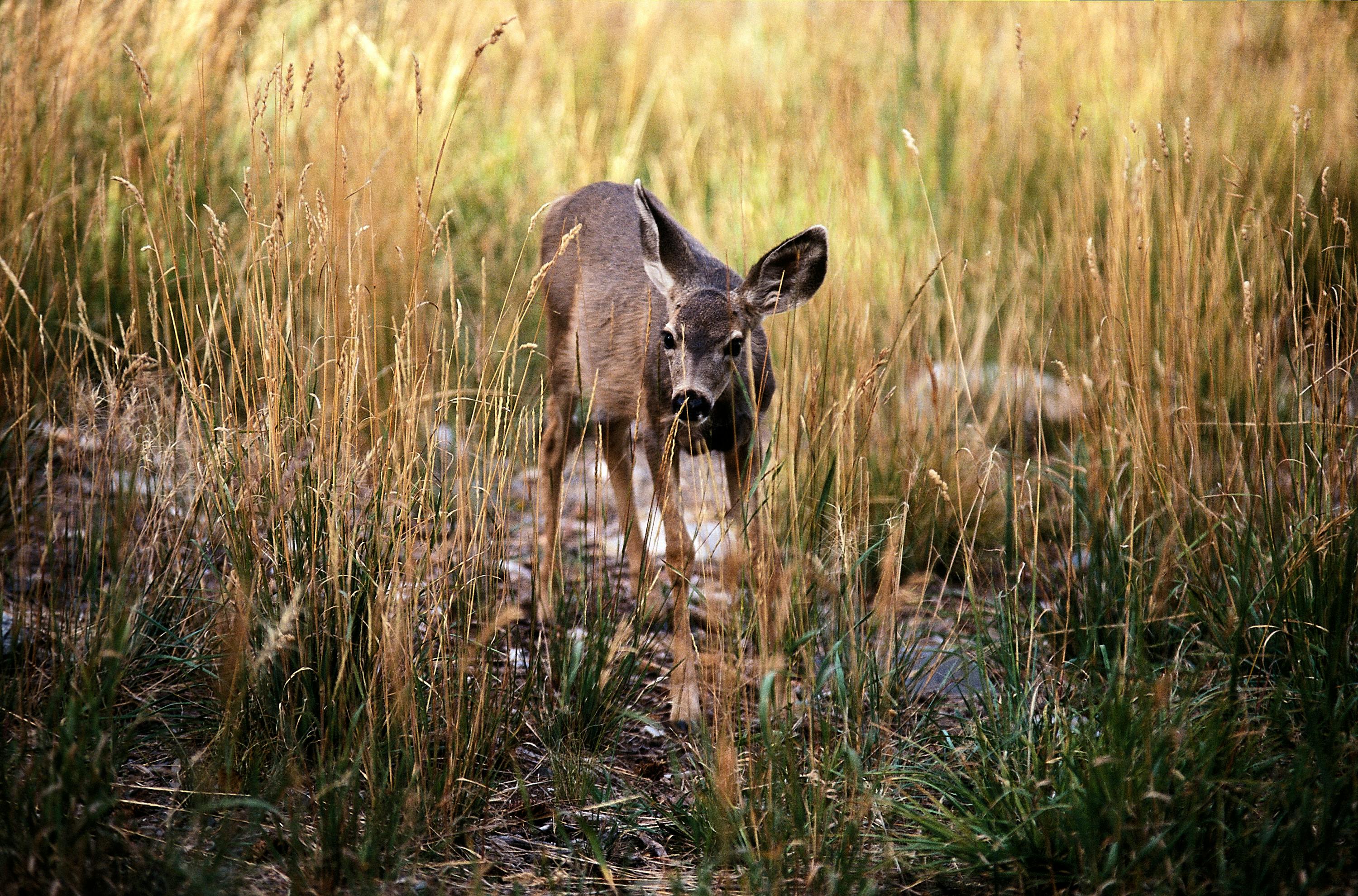 Brown and Gray Deer · Free Stock Photo