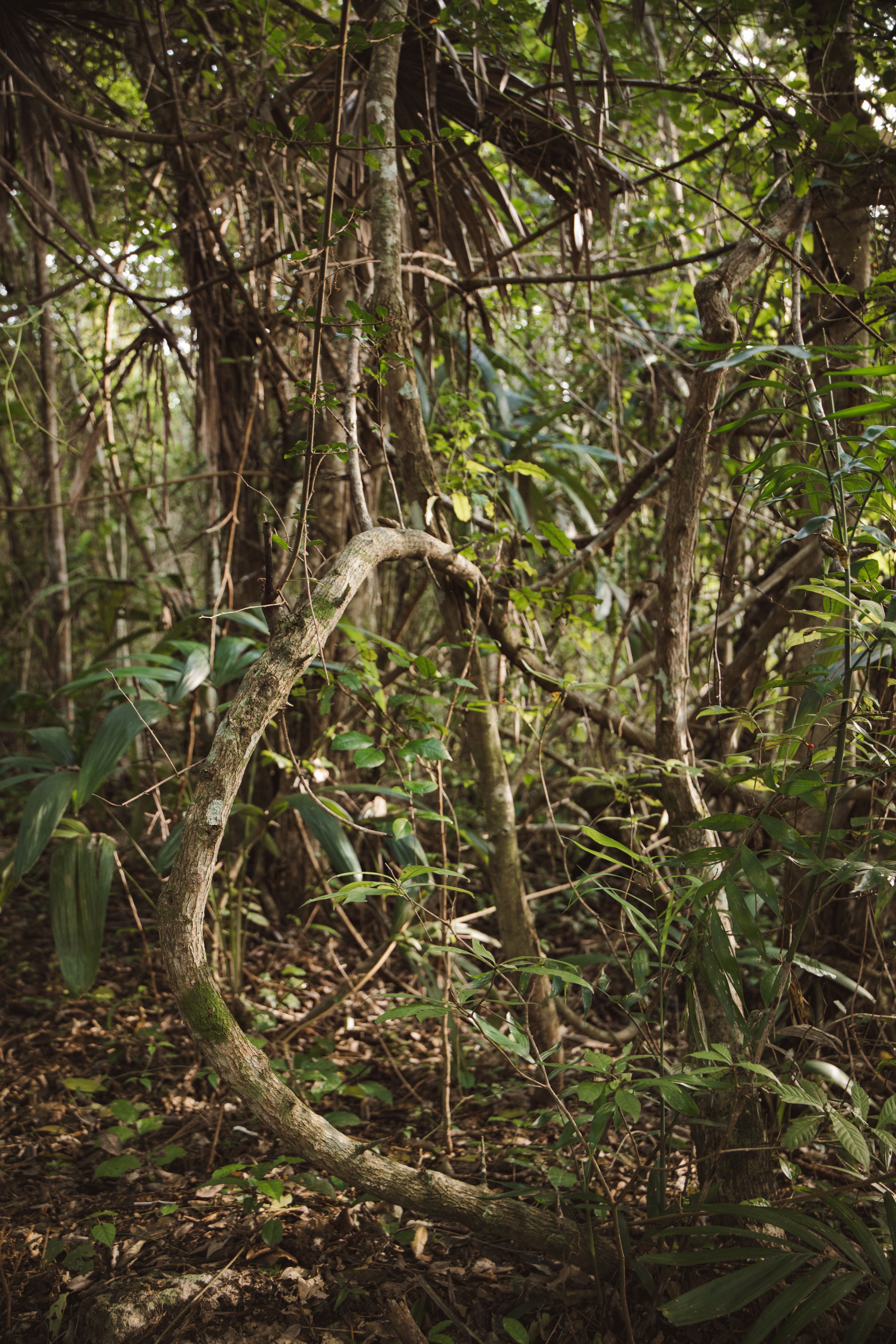 Dense Jungle Thicket with Twisting Vines · Free Stock Photo