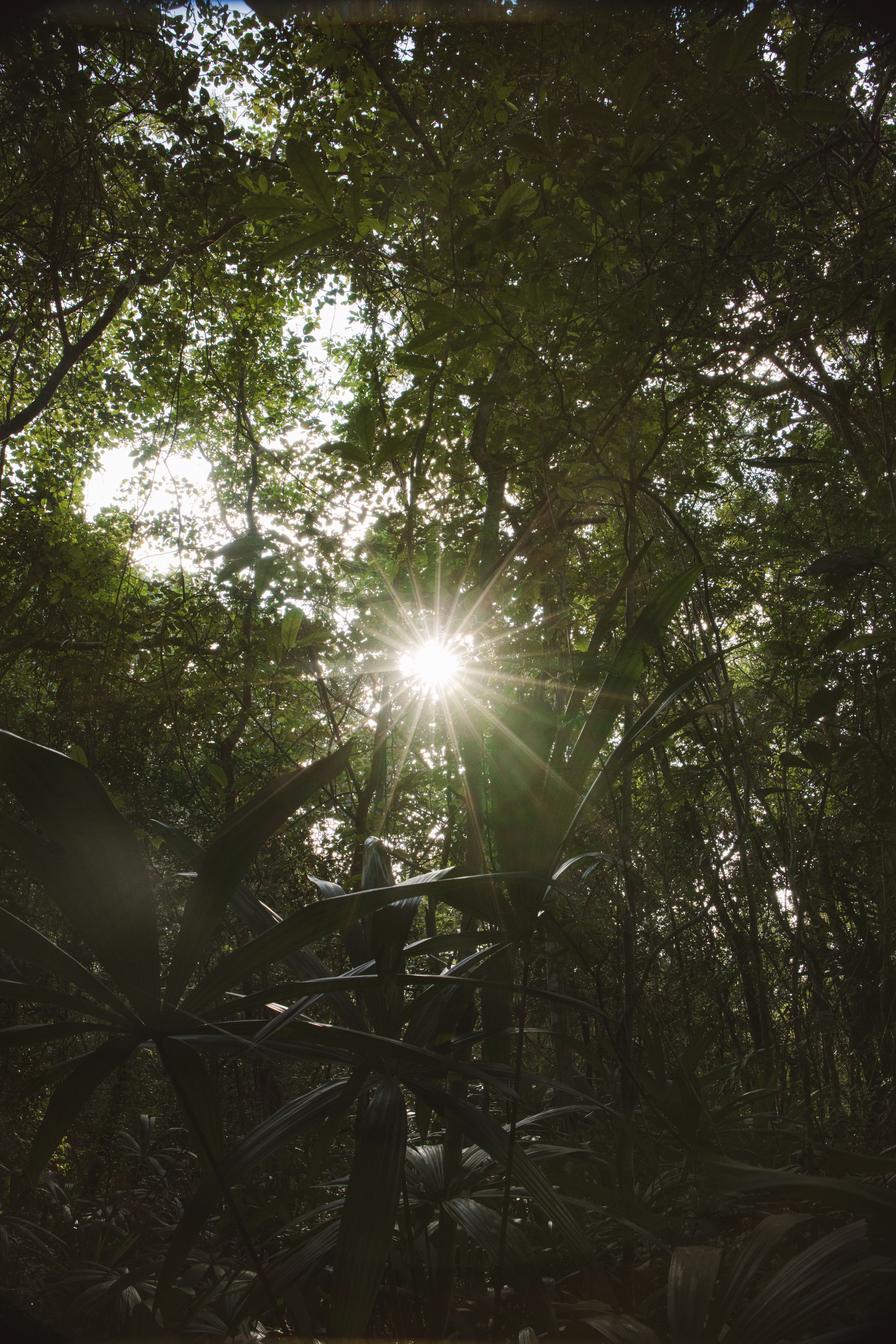 Sunlight Filtering Through Dense Forest Canopy · Free Stock Photo