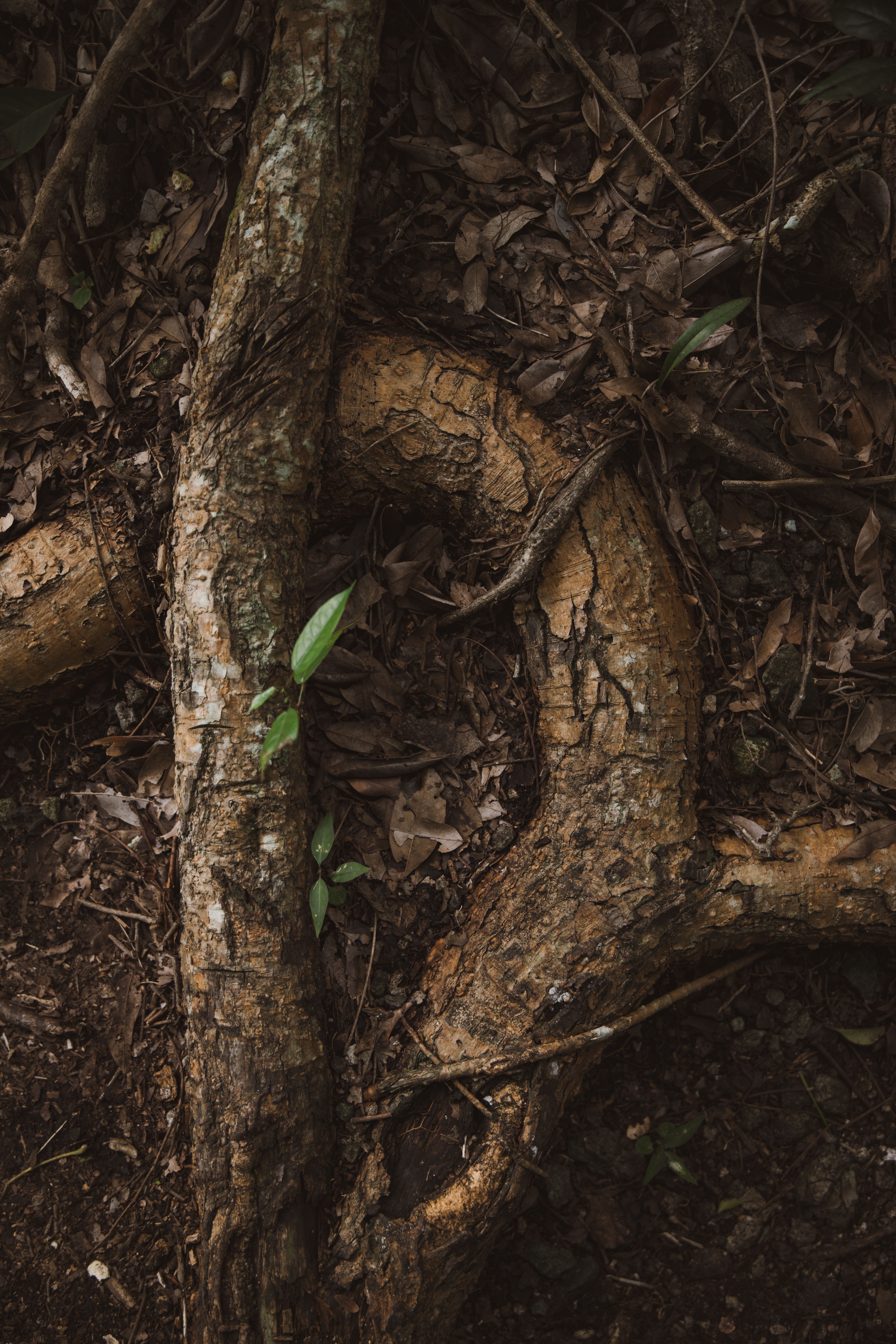 Close-Up of Tree Roots in Forest Floor · Free Stock Photo